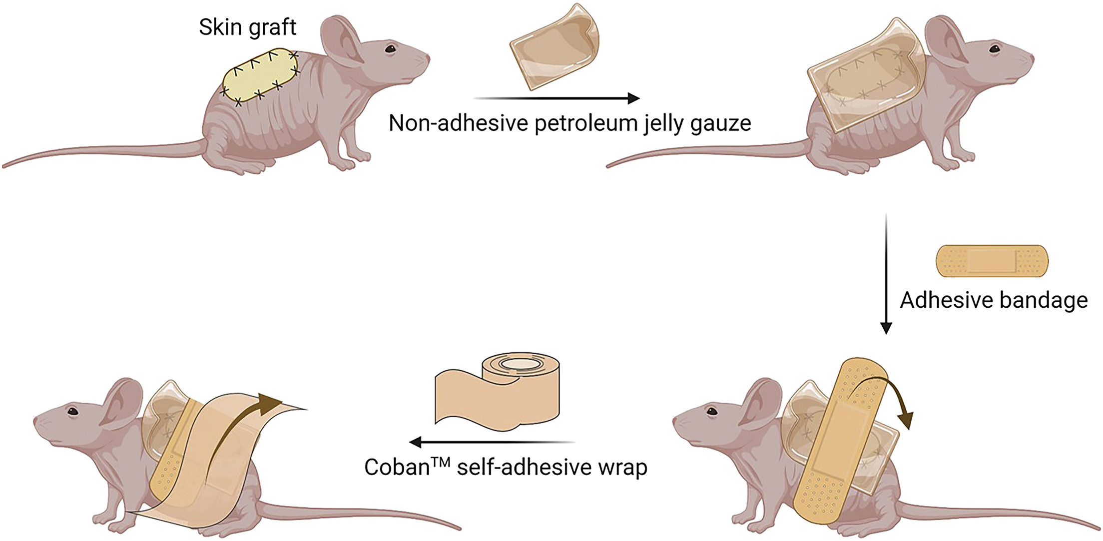 Cell Press: STAR Protocols