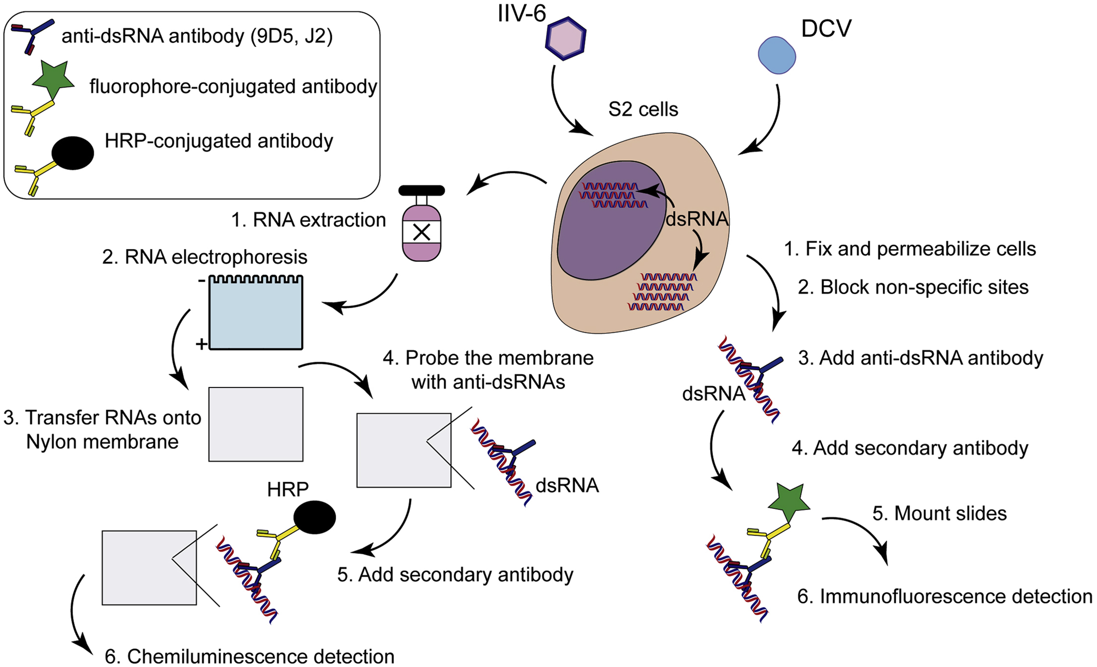 Cell Press: STAR Protocols
