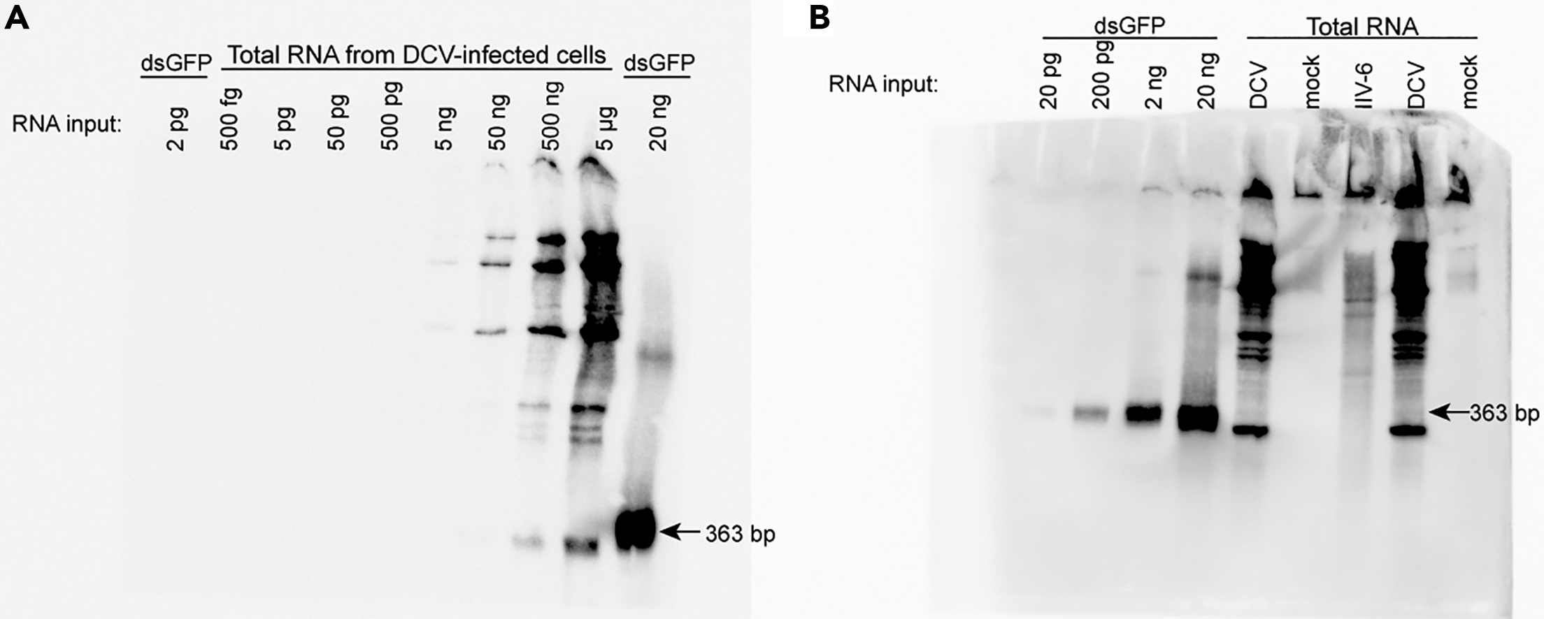 Cell Press: STAR Protocols