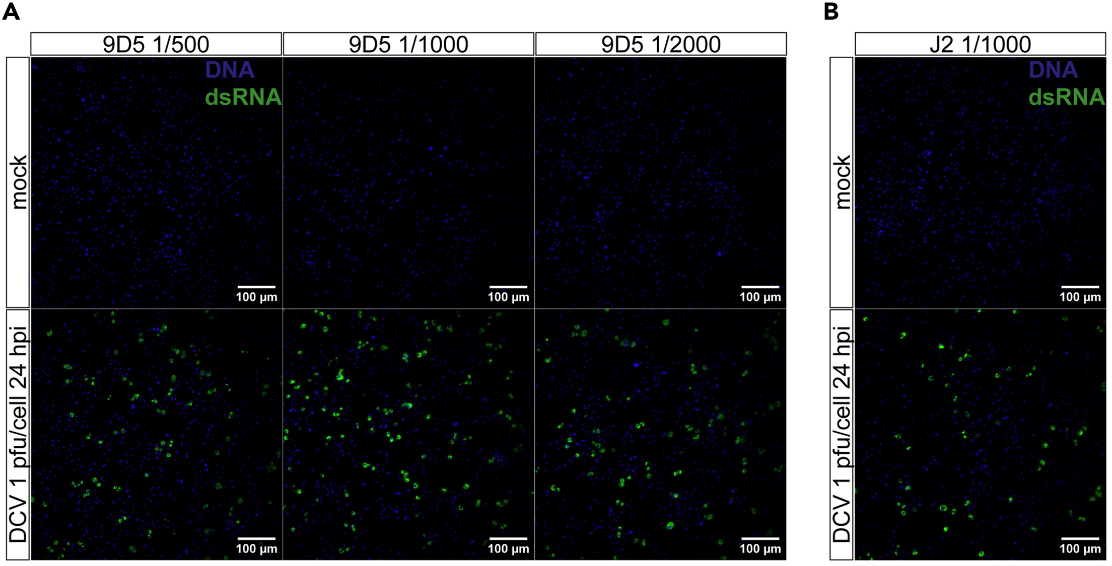 Cell Press: STAR Protocols