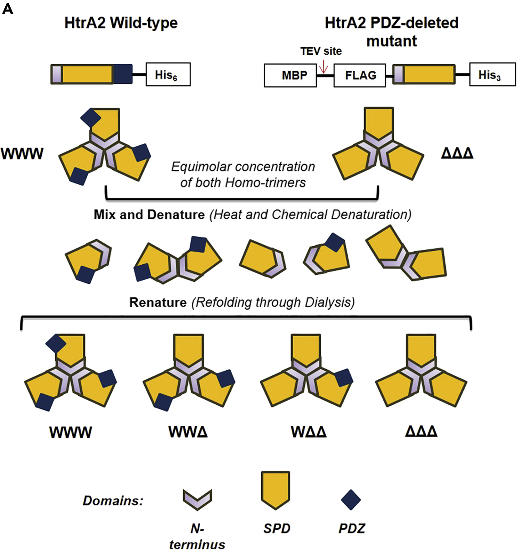 Cell Press: STAR Protocols
