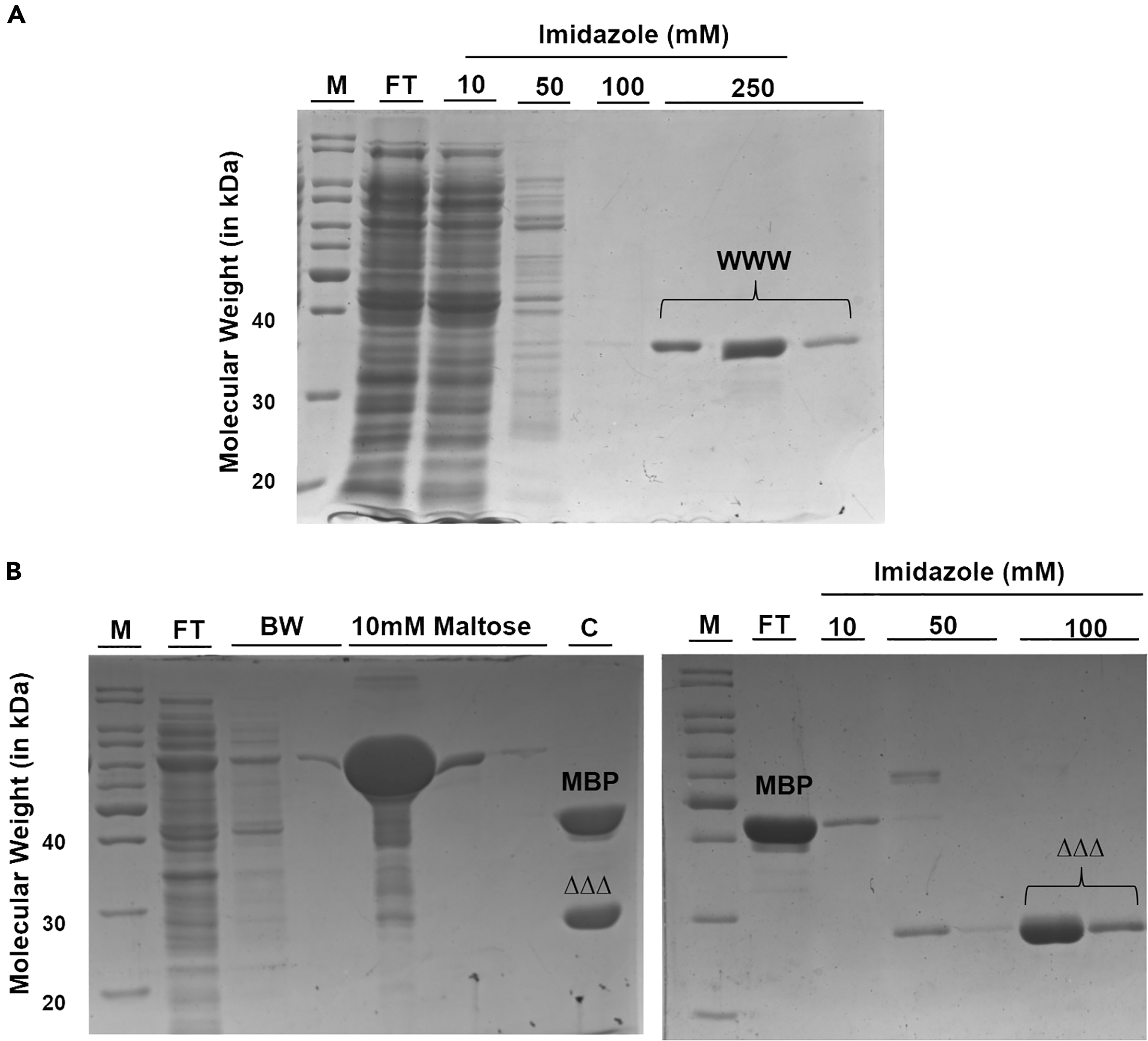 Cell Press: STAR Protocols