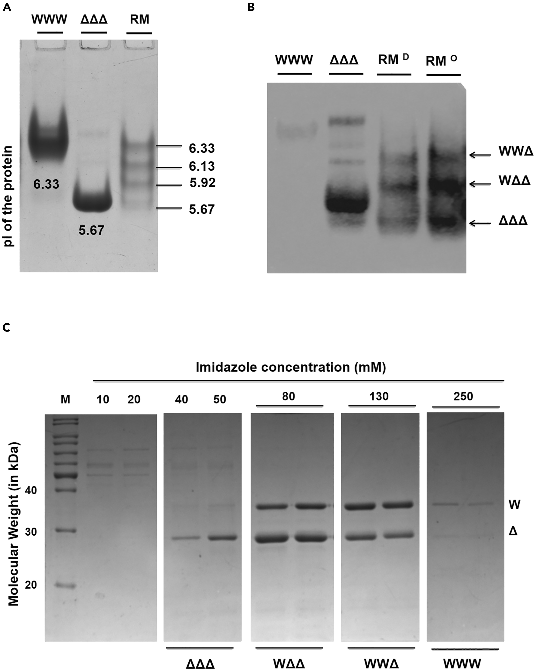 Cell Press: STAR Protocols