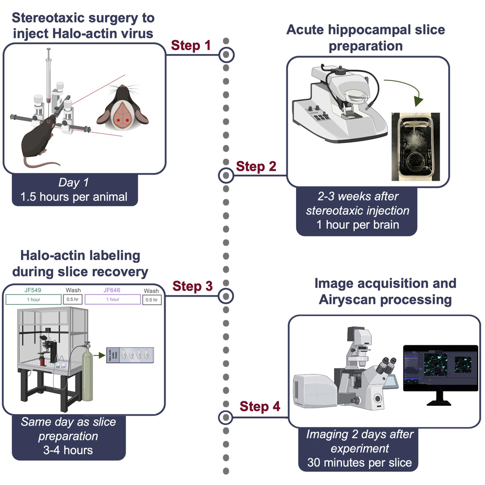 Cell Press: STAR Protocols