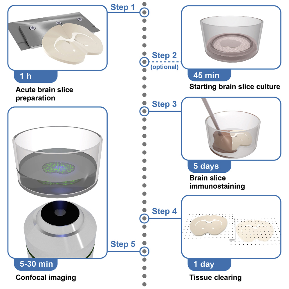 Cell Press: STAR Protocols