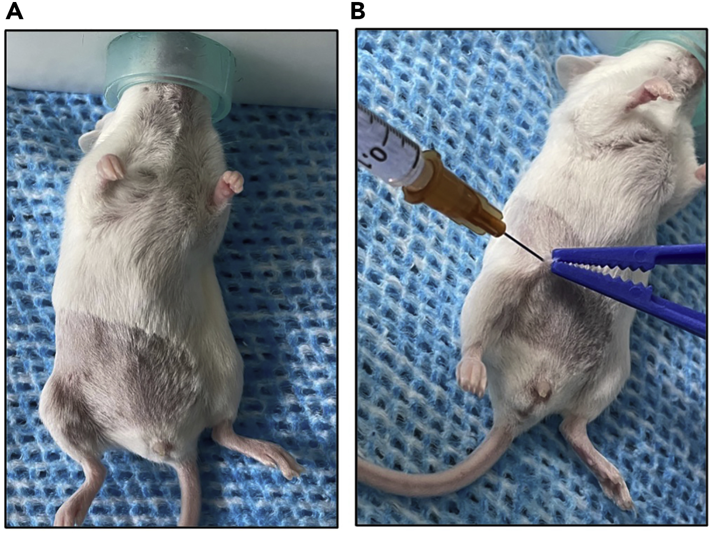 Cell Press: STAR Protocols