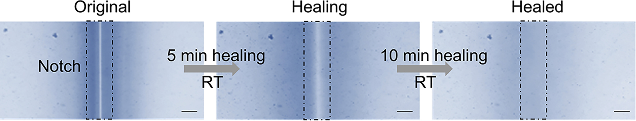 Cell Press: STAR Protocols