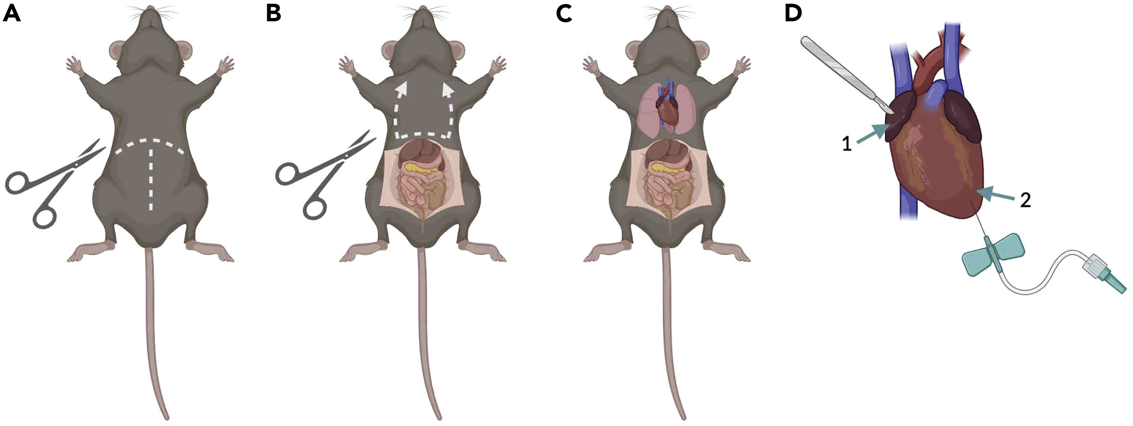Cell Press: STAR Protocols