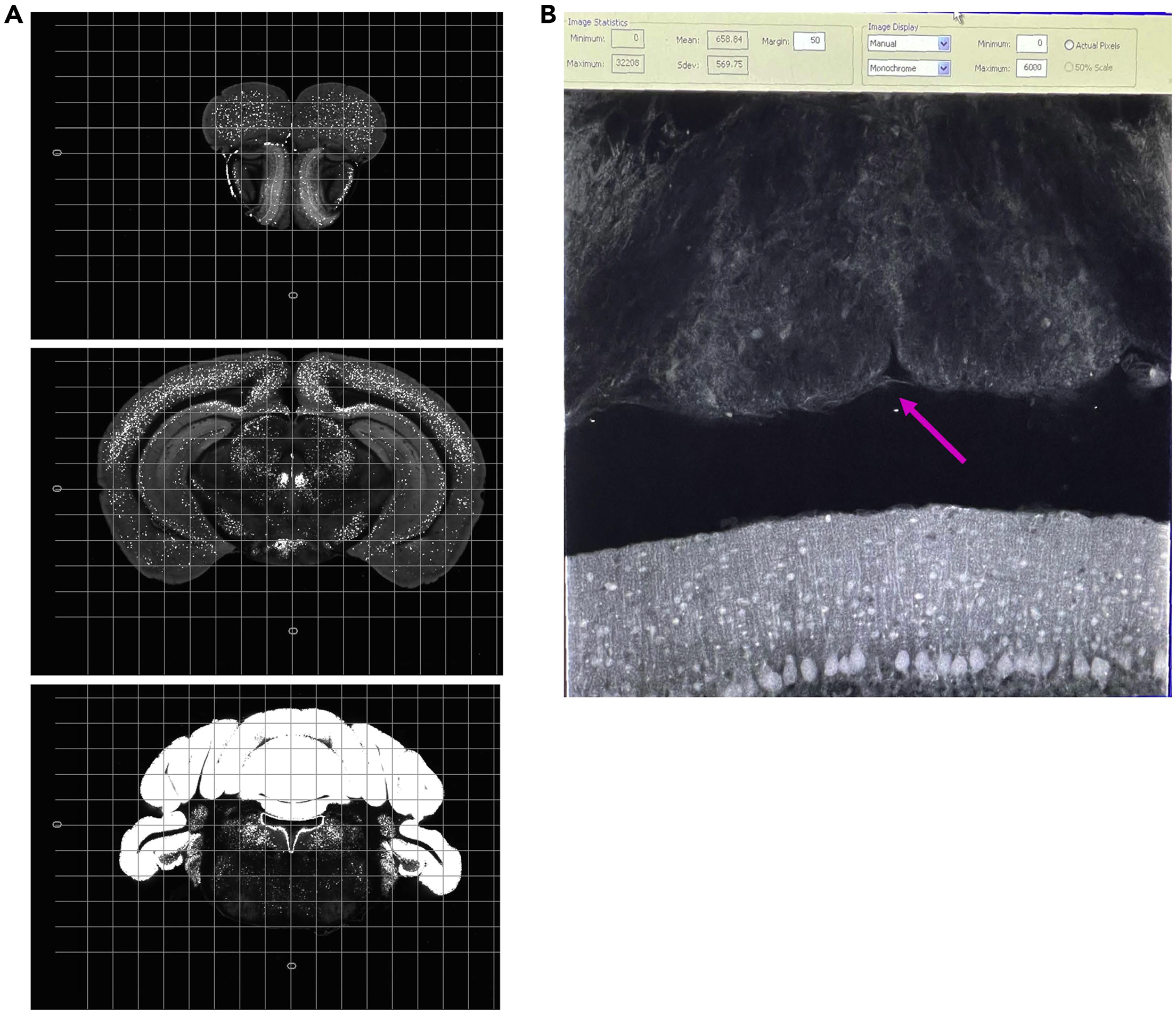 Cell Press: STAR Protocols