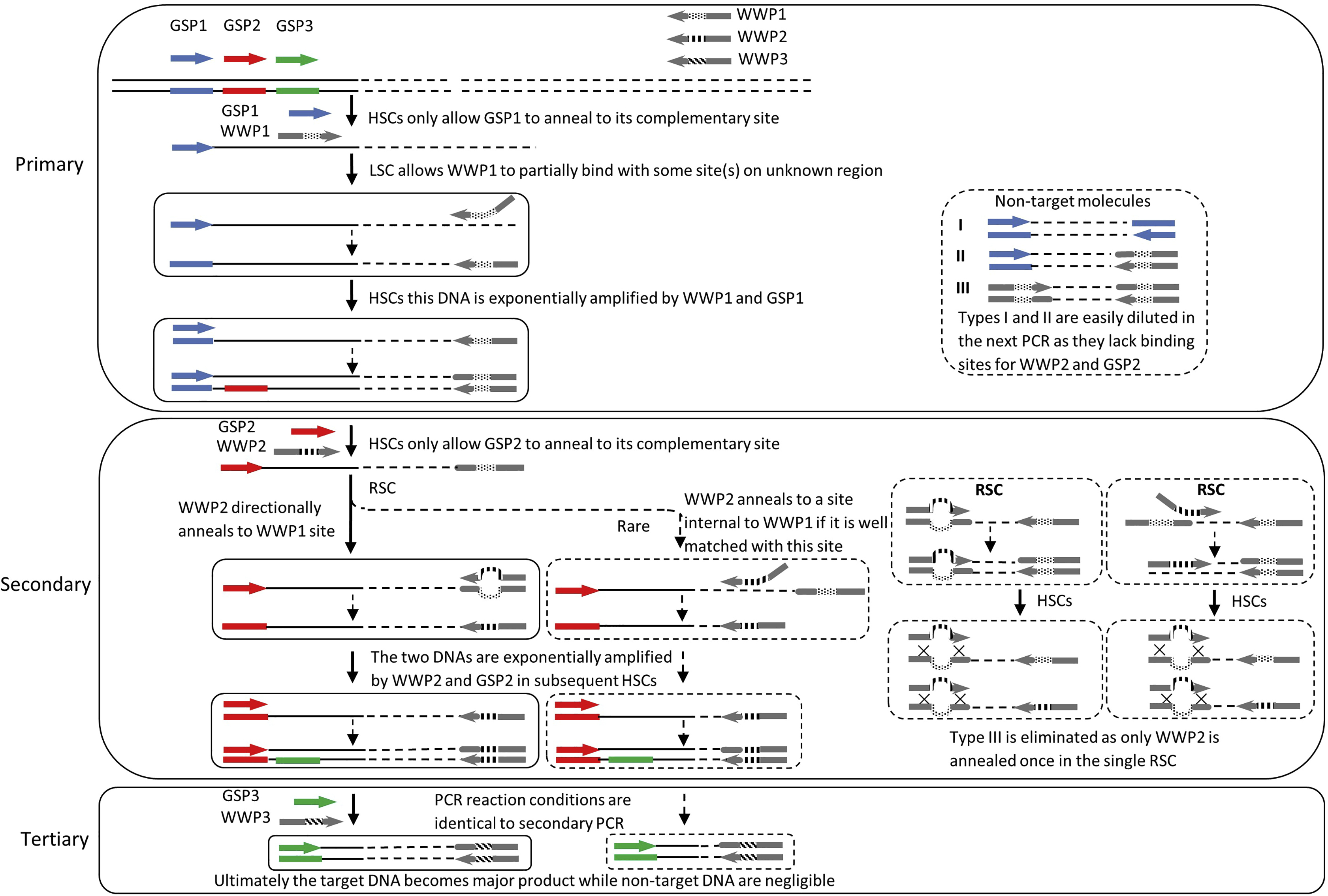 Cell Press: STAR Protocols