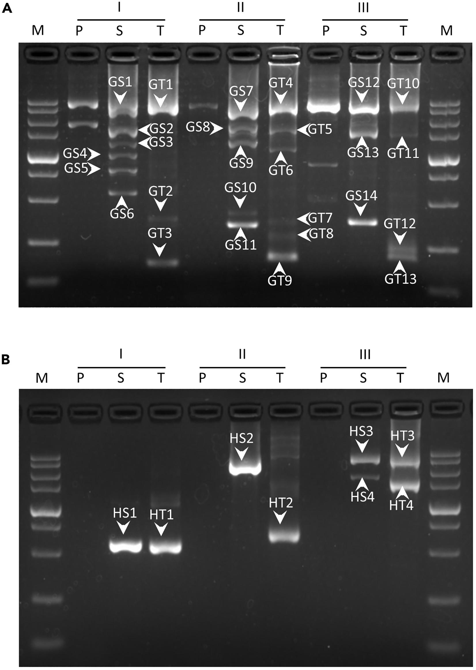 Cell Press: STAR Protocols