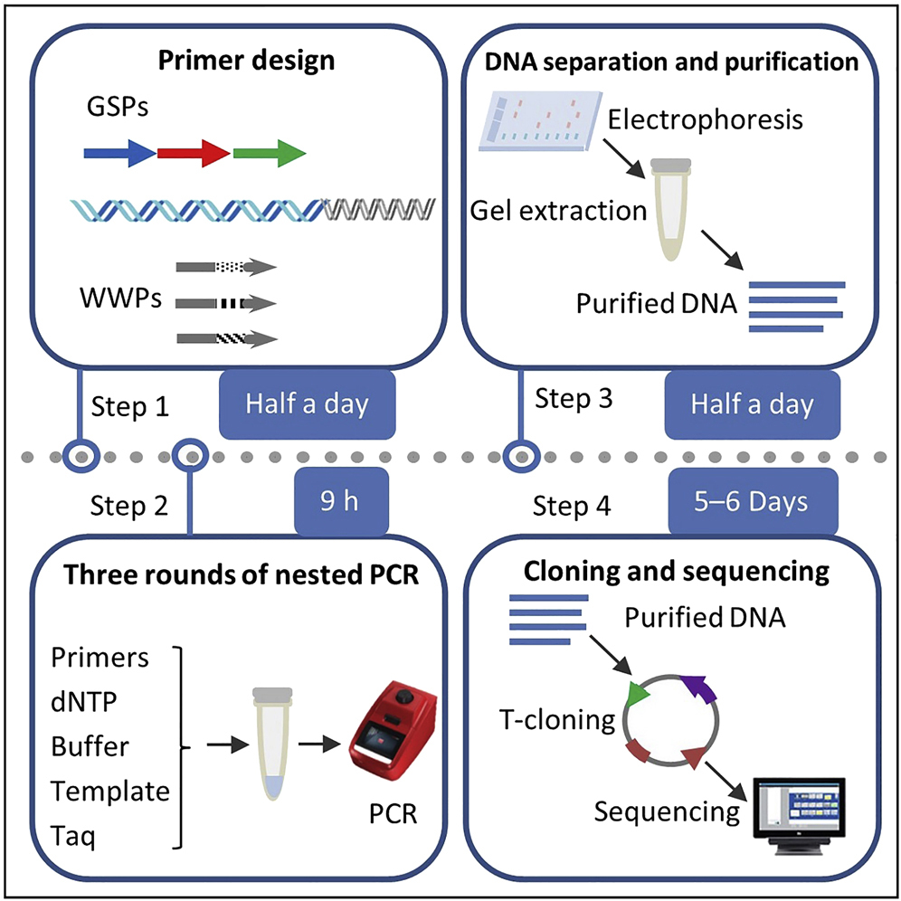 Cell Press: STAR Protocols