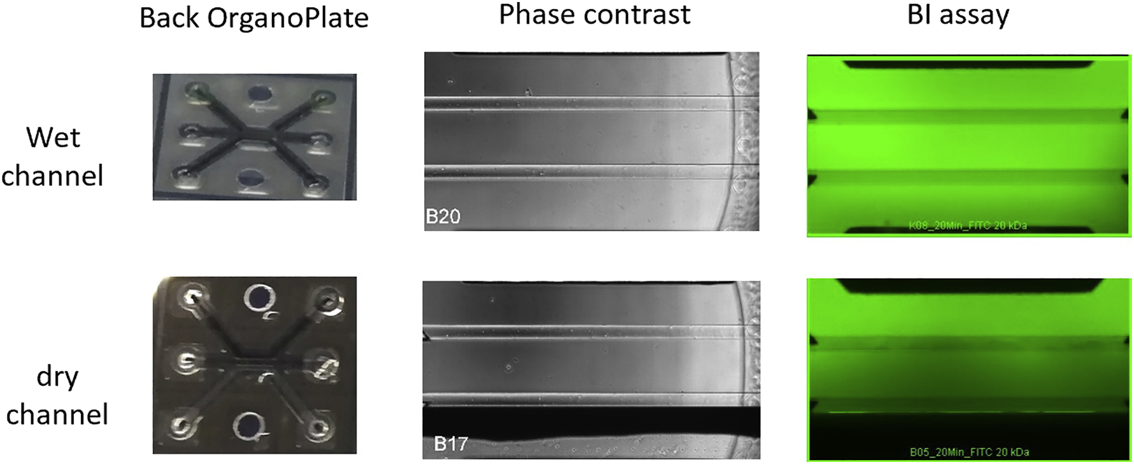 Cell Press: STAR Protocols
