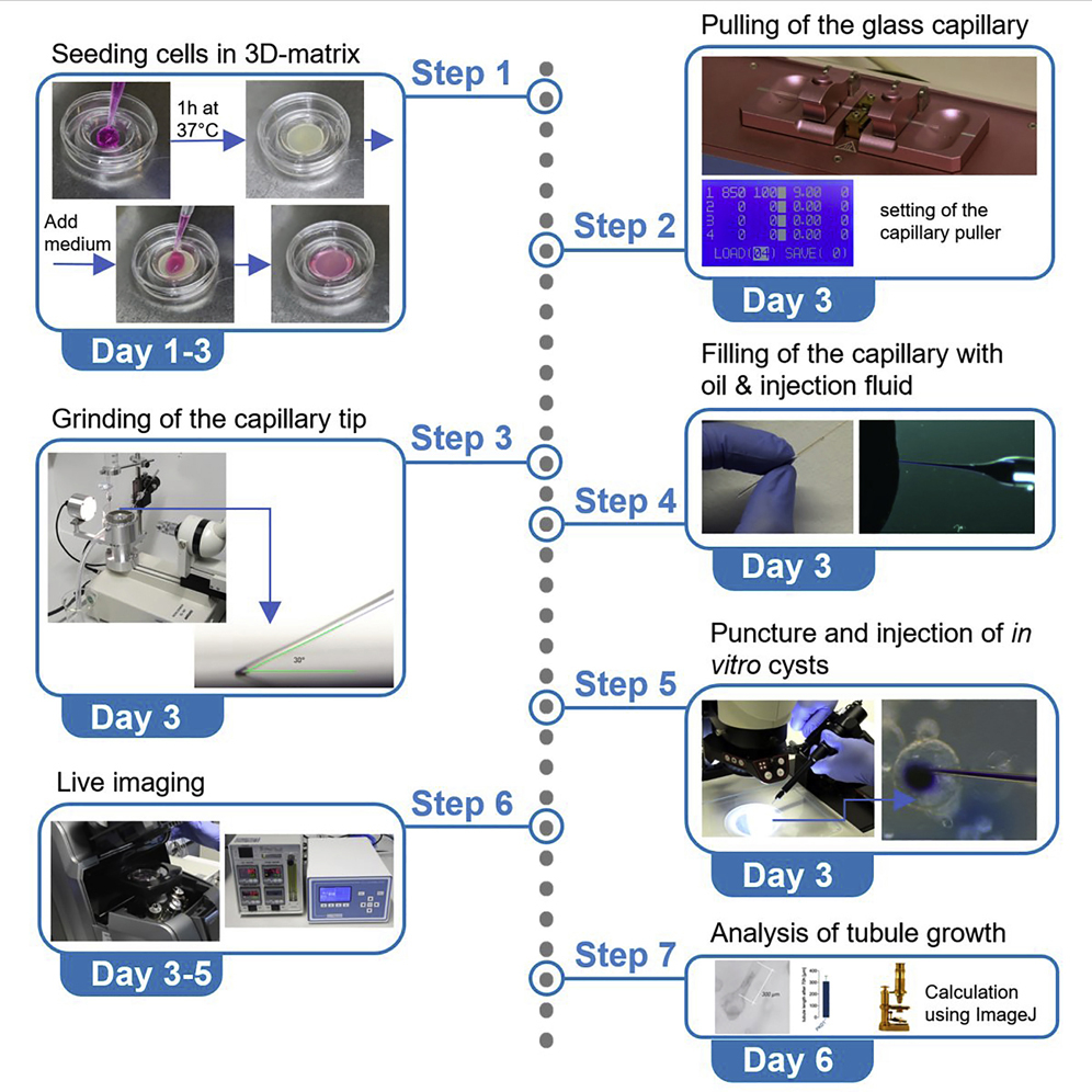 Cell Press: STAR Protocols