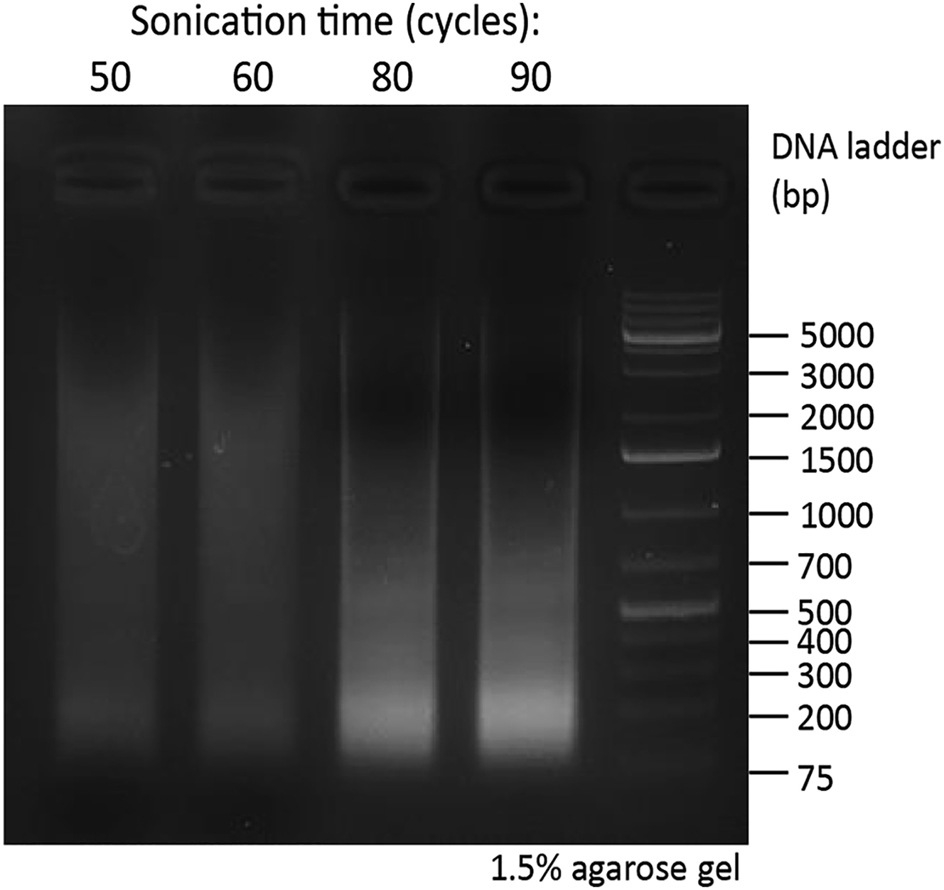 Cell Press: STAR Protocols