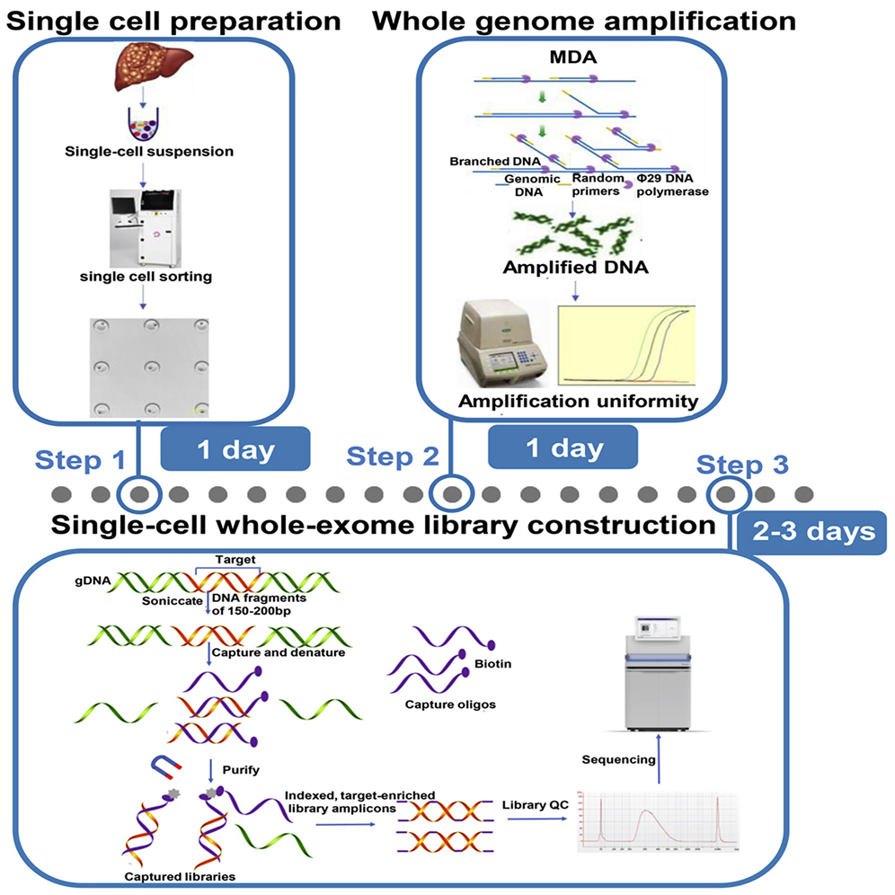 Cell Press: STAR Protocols