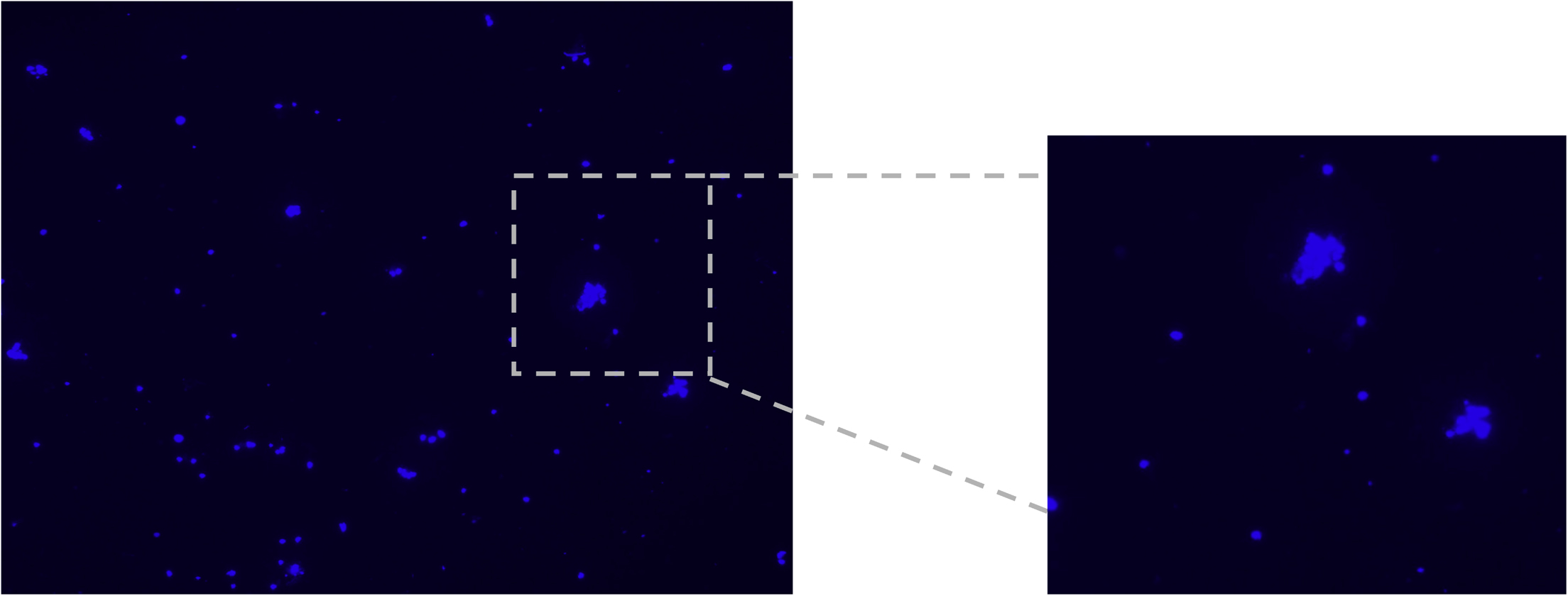 Cell Press: STAR Protocols