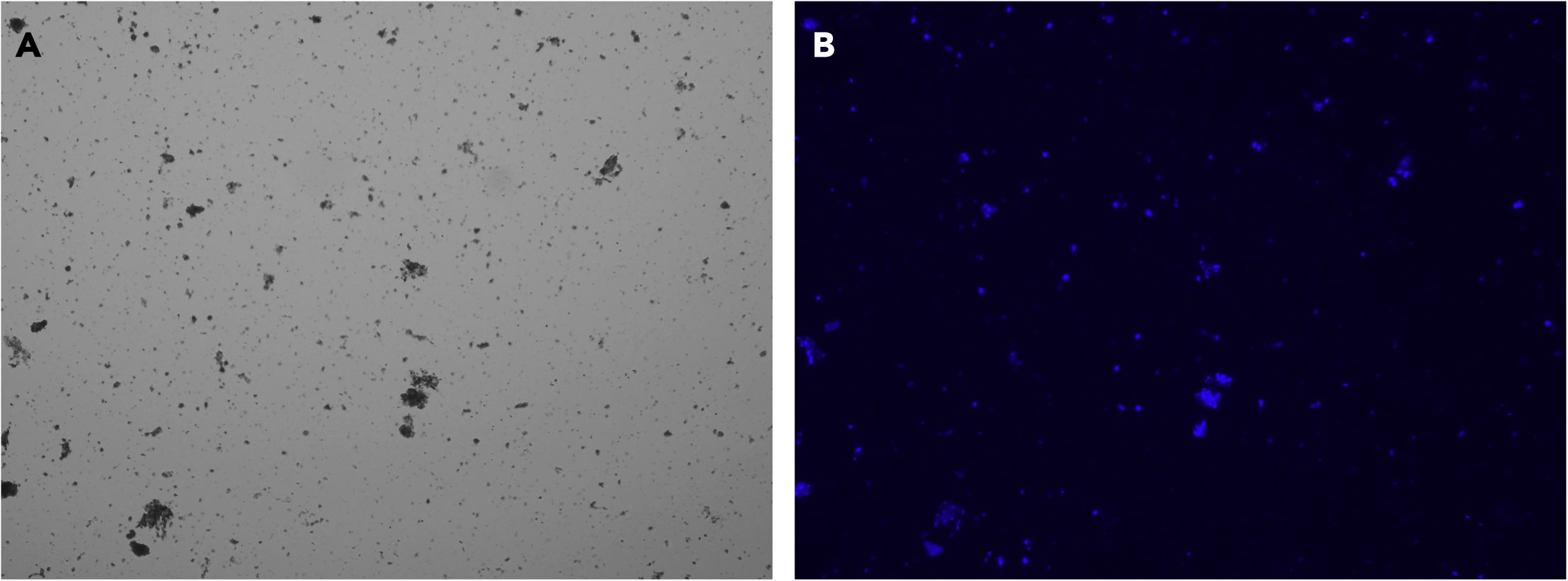 Cell Press Star Protocols