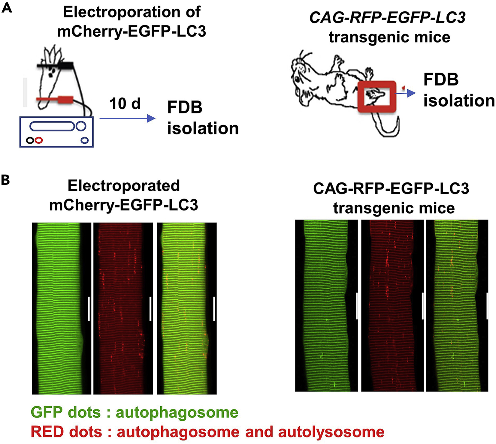 Cell Press: STAR Protocols