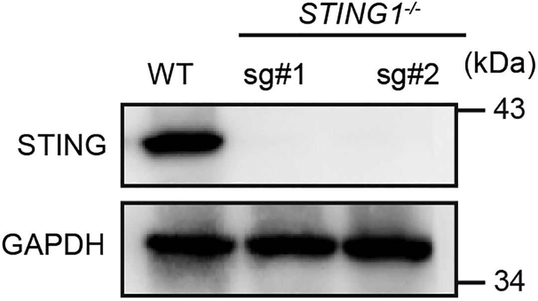 Cell Press: STAR Protocols