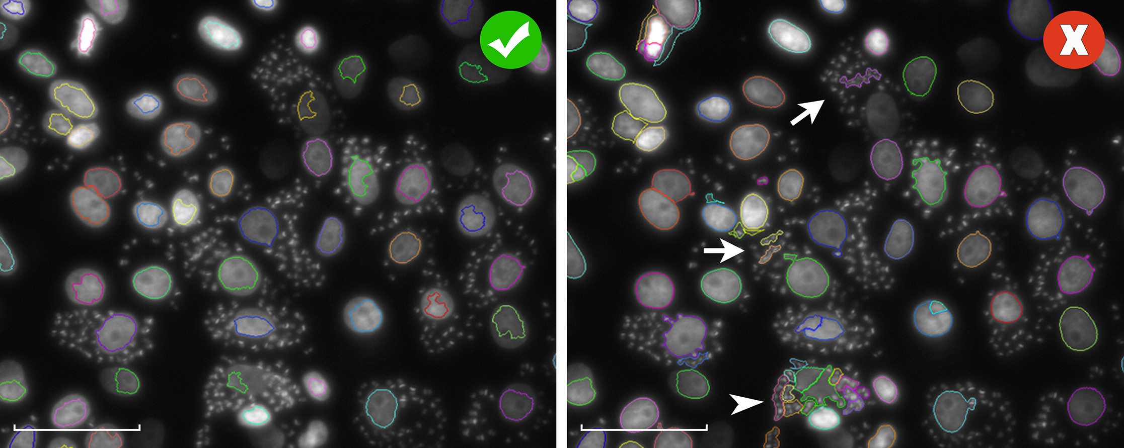 Cell Press: STAR Protocols