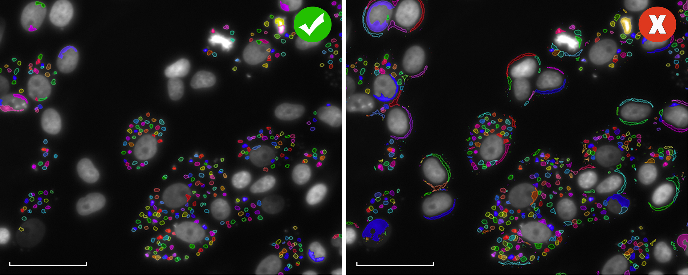 Cell Press: STAR Protocols