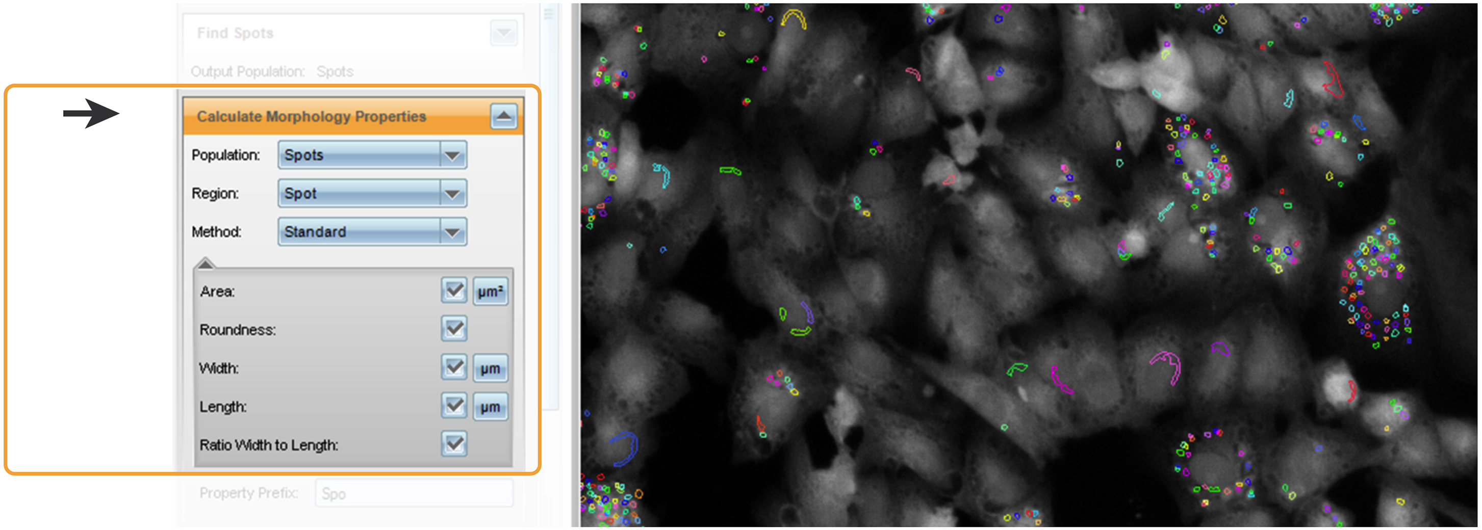 Cell Press: STAR Protocols
