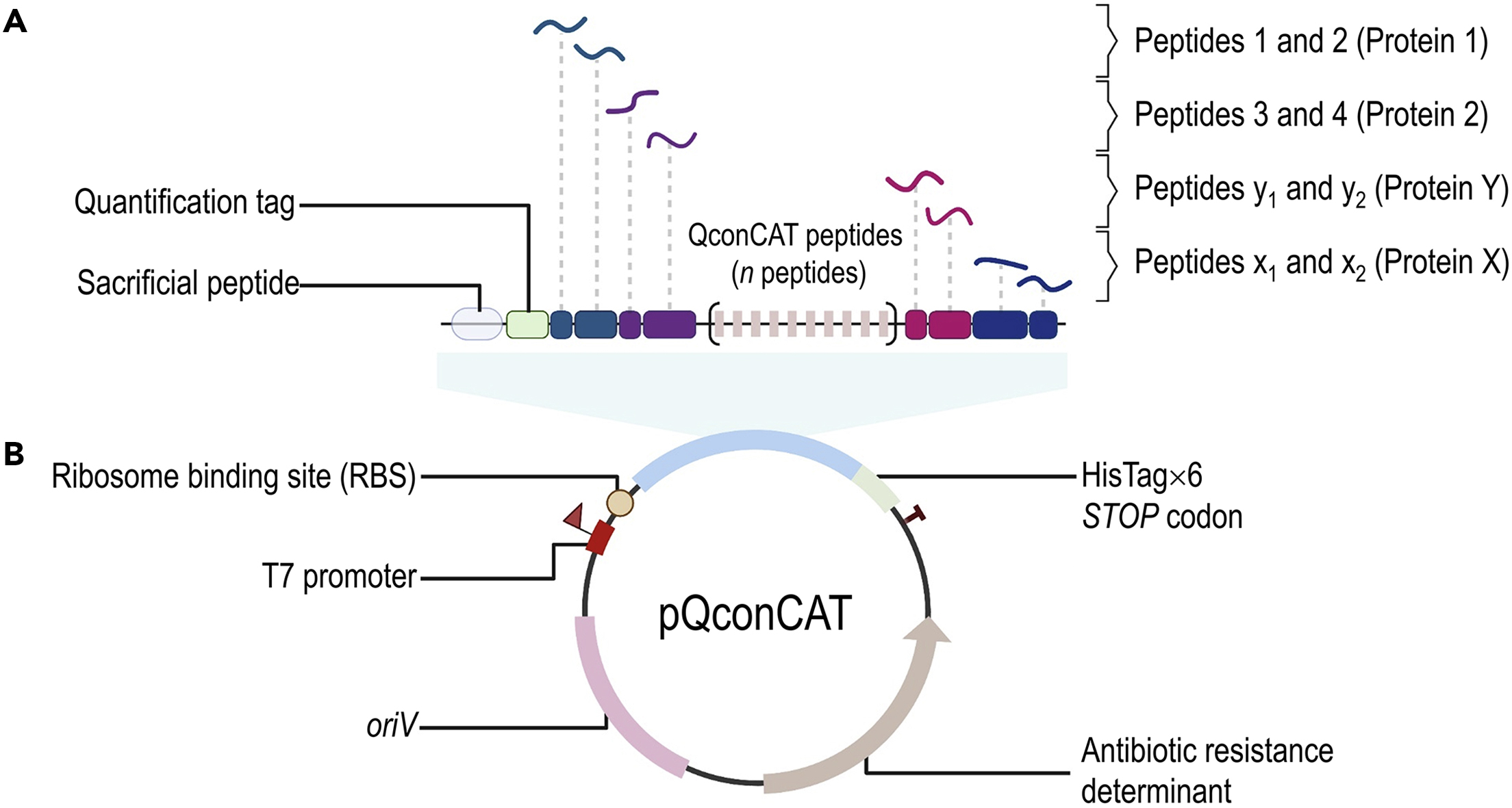 Cell Press: STAR Protocols