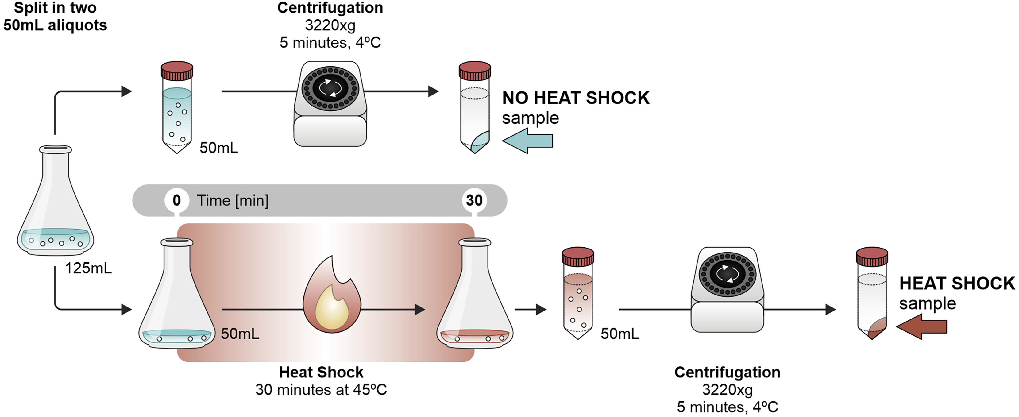 Cell Press: STAR Protocols