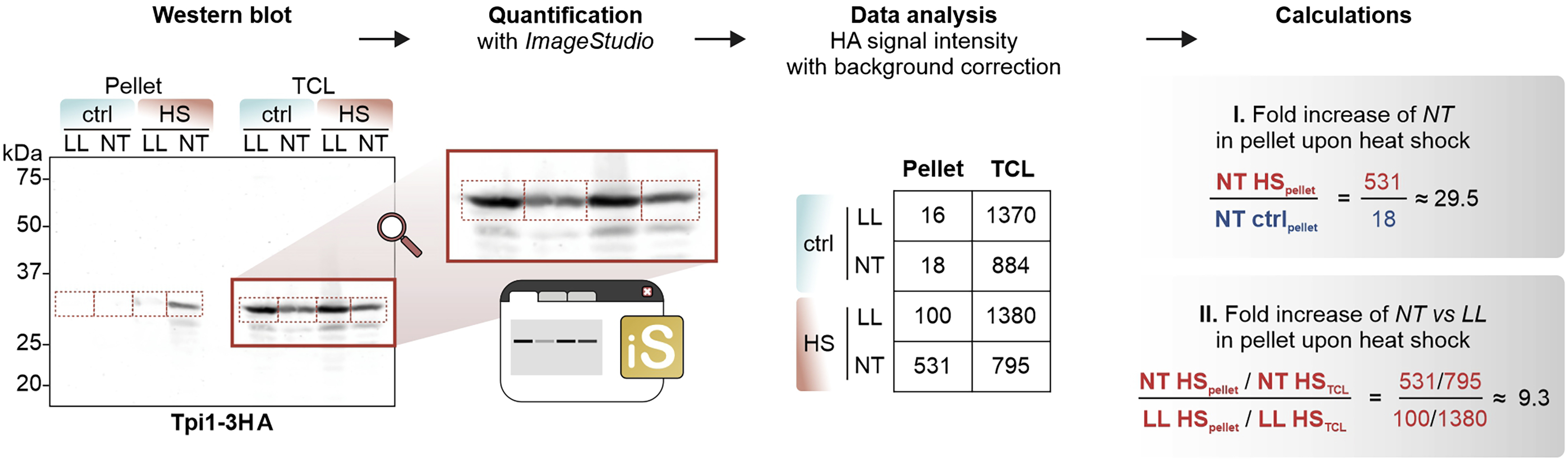 Cell Press: STAR Protocols