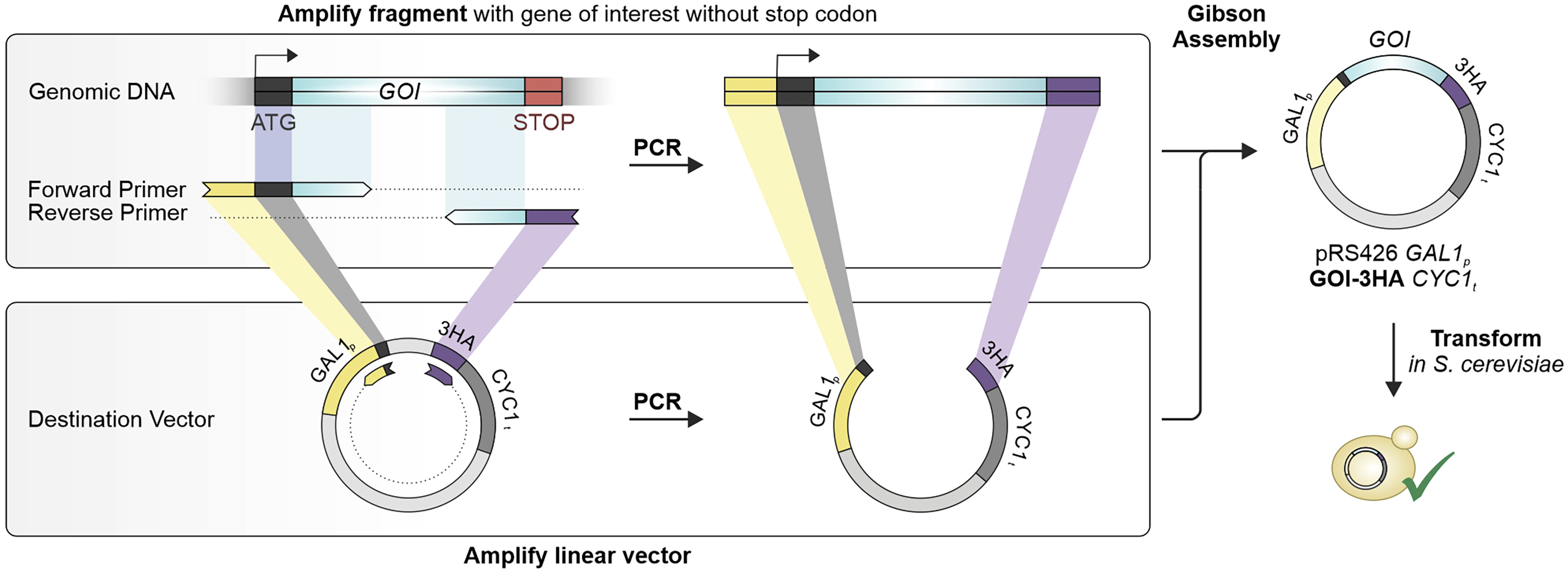 Cell Press: STAR Protocols