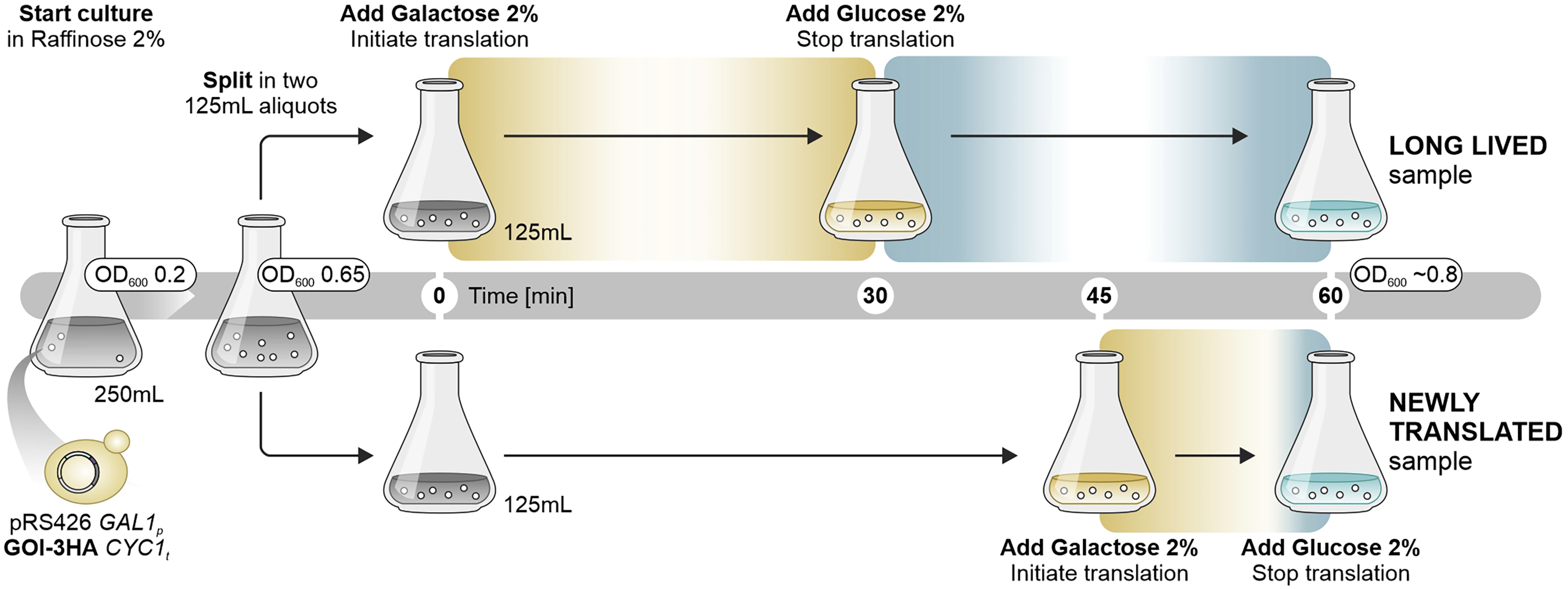 Cell Press: STAR Protocols