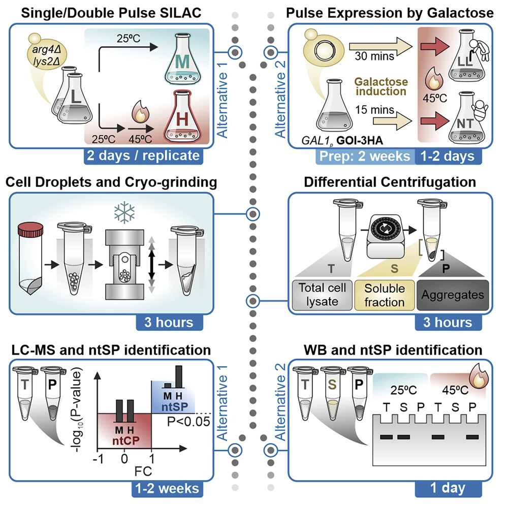 Cell Press: STAR Protocols
