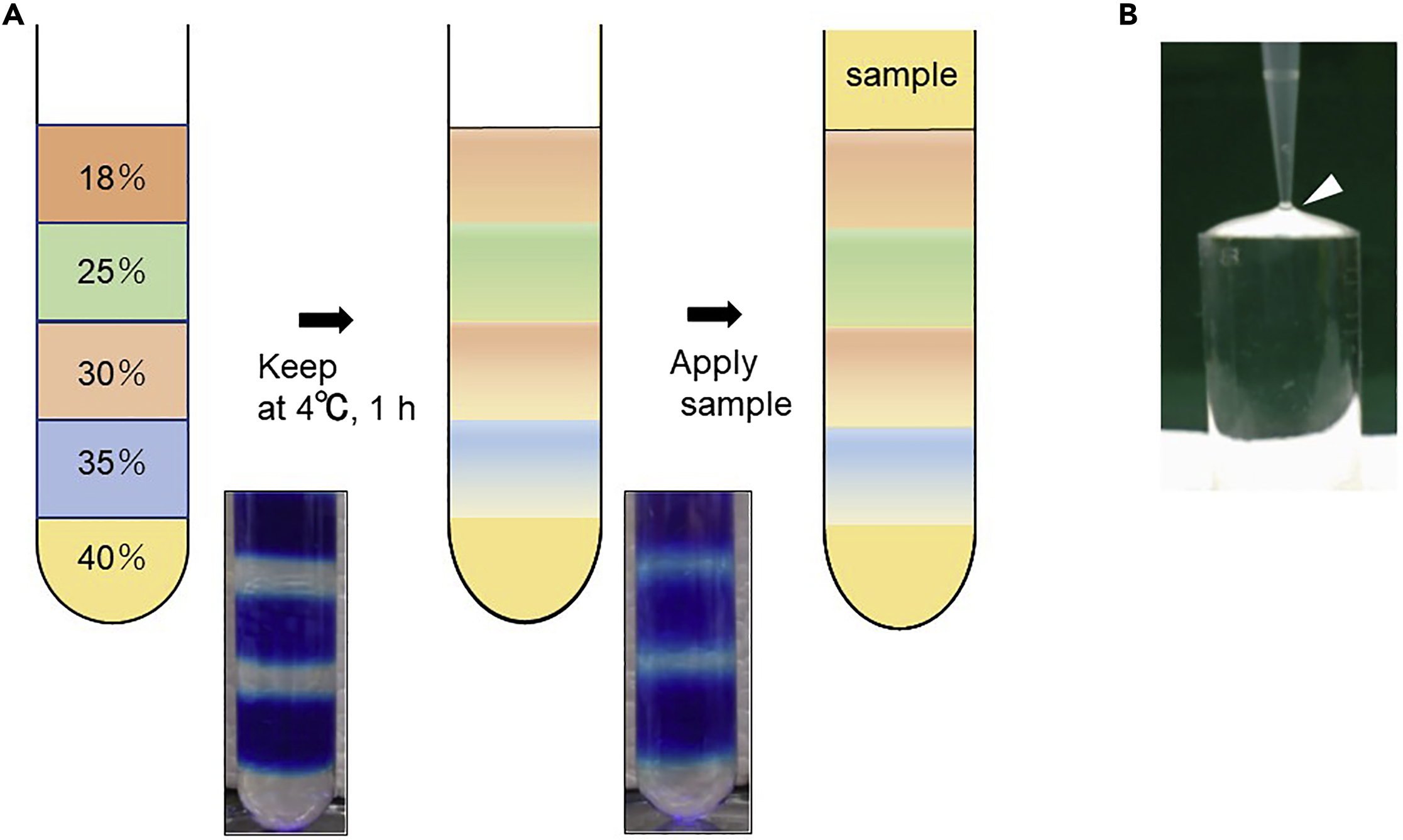 Cell Press: STAR Protocols