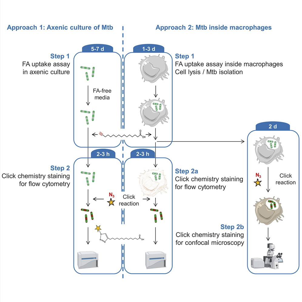 Cell Press: STAR Protocols