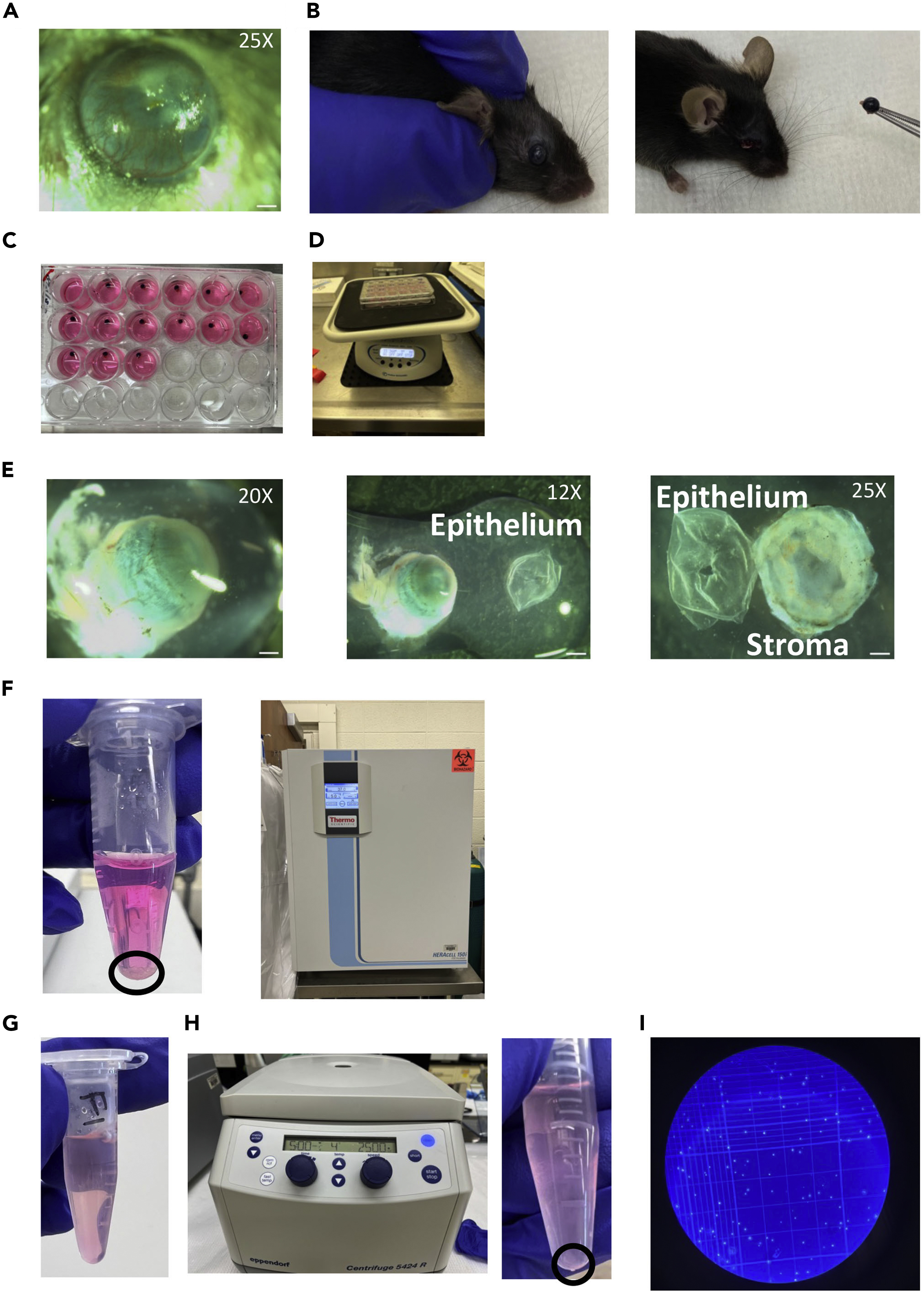 Cell Press: STAR Protocols