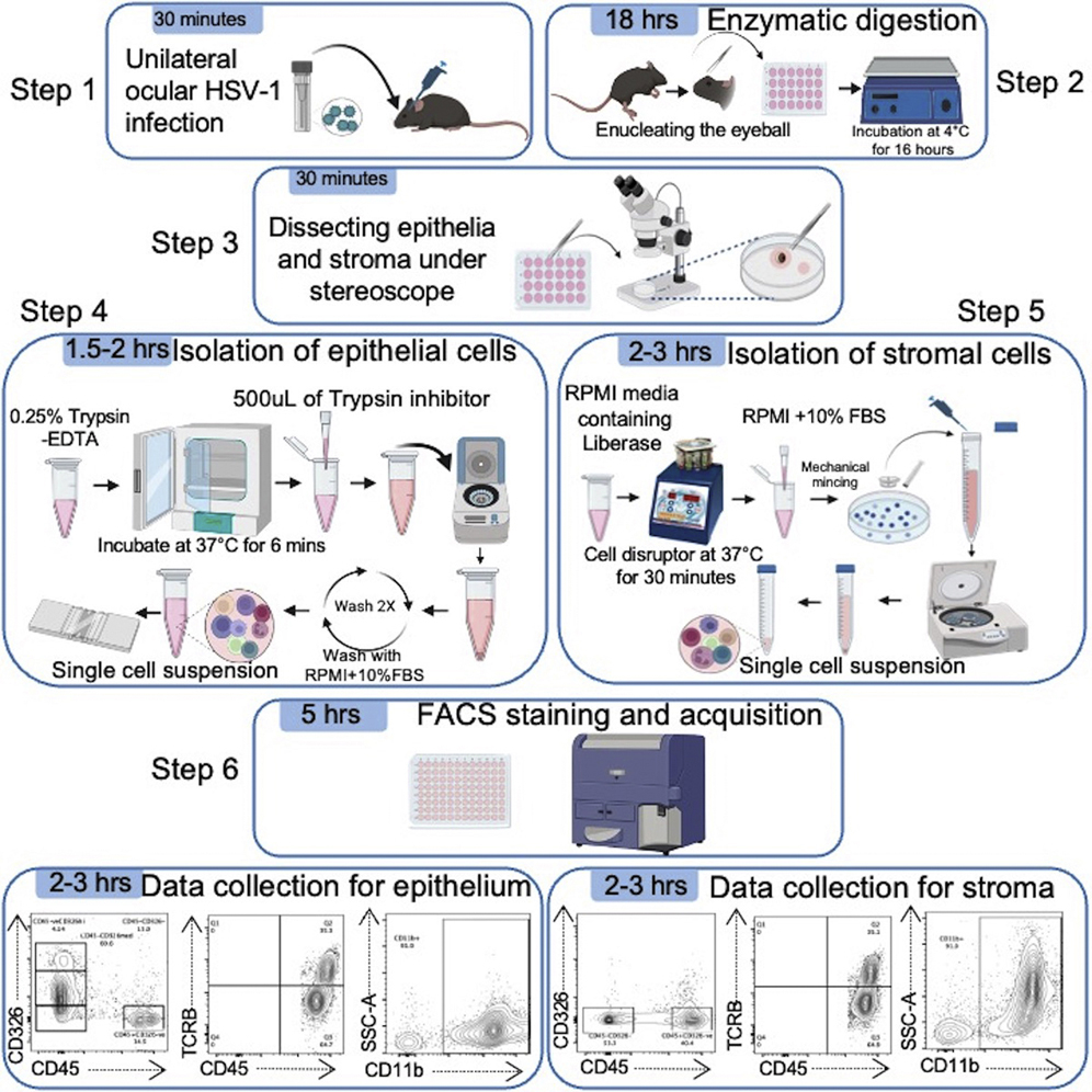 Cell Press: STAR Protocols