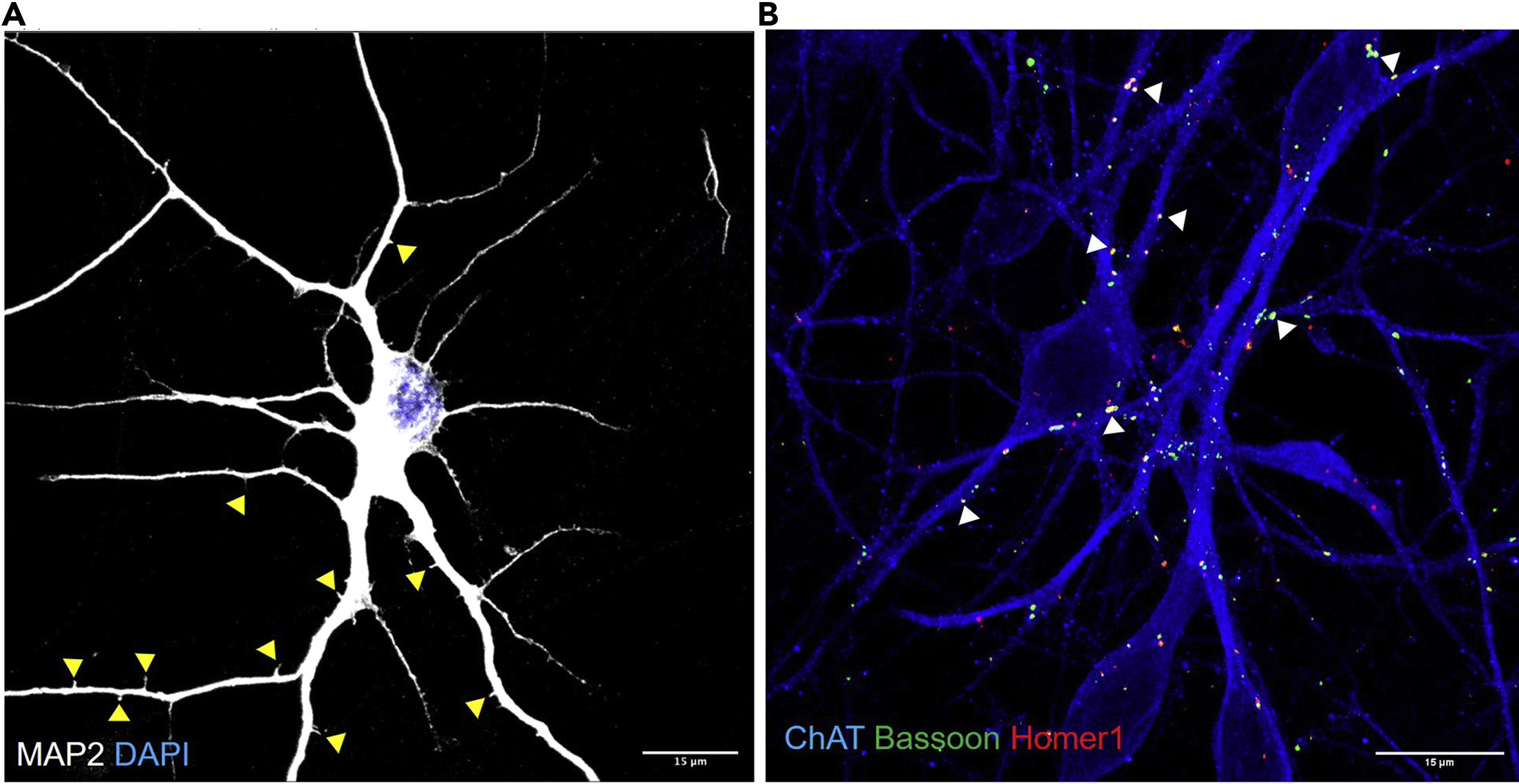 Cell Press: STAR Protocols