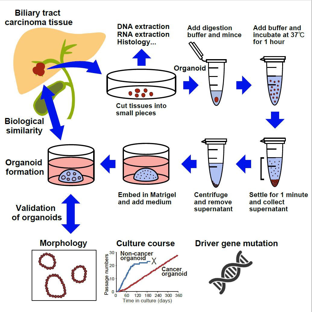 Cell Press: STAR Protocols