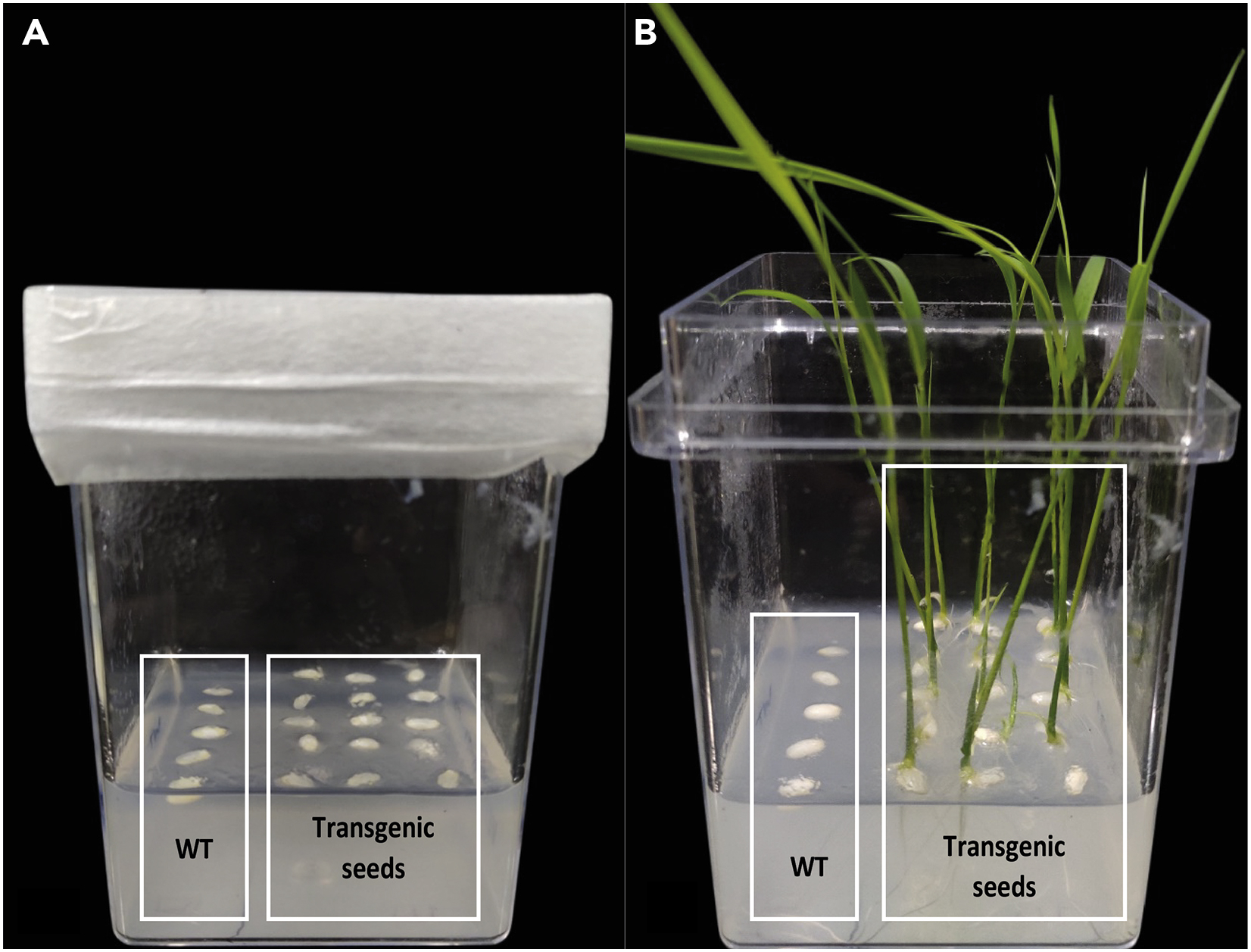 Cell Press: STAR Protocols