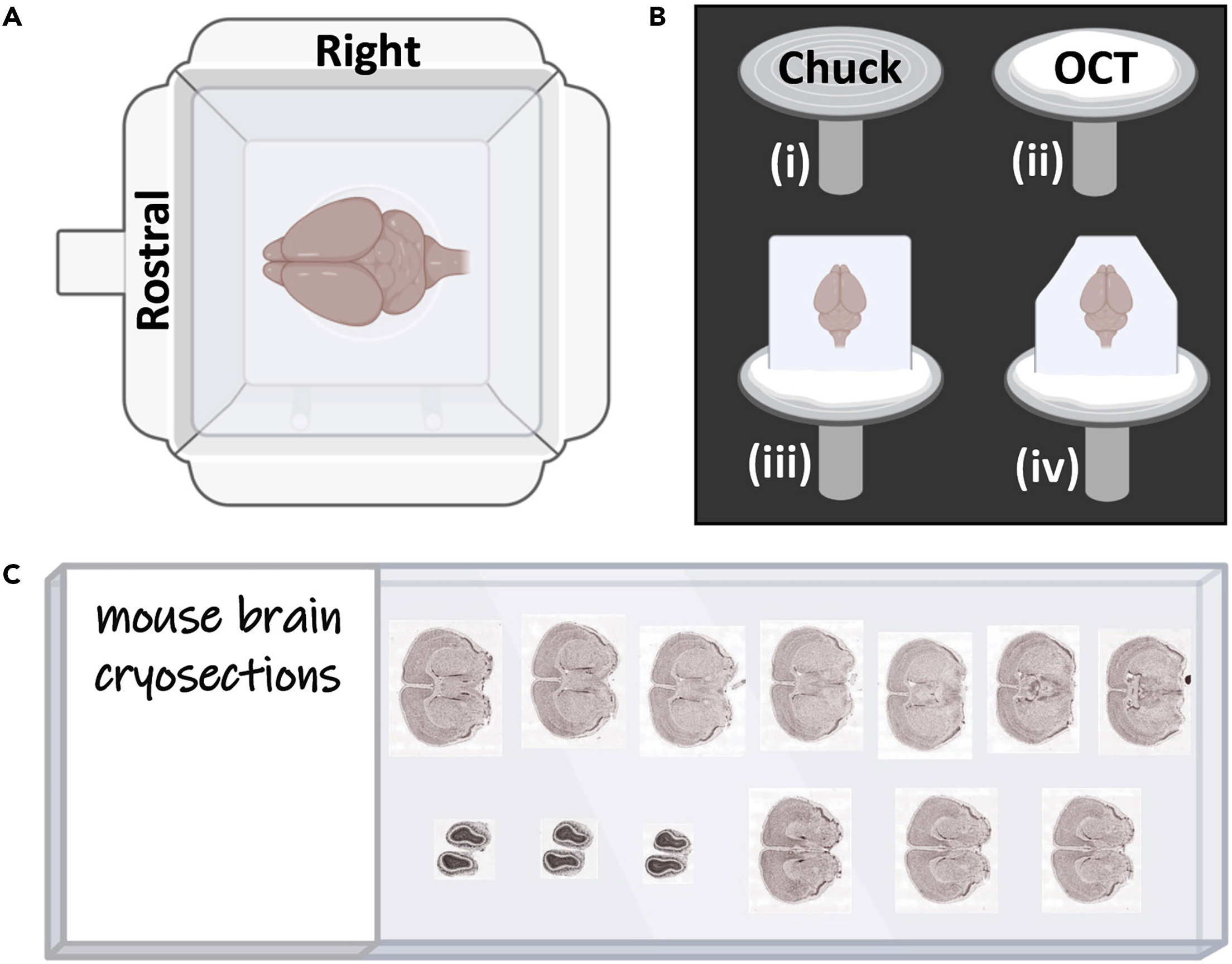 Cell Press: STAR Protocols