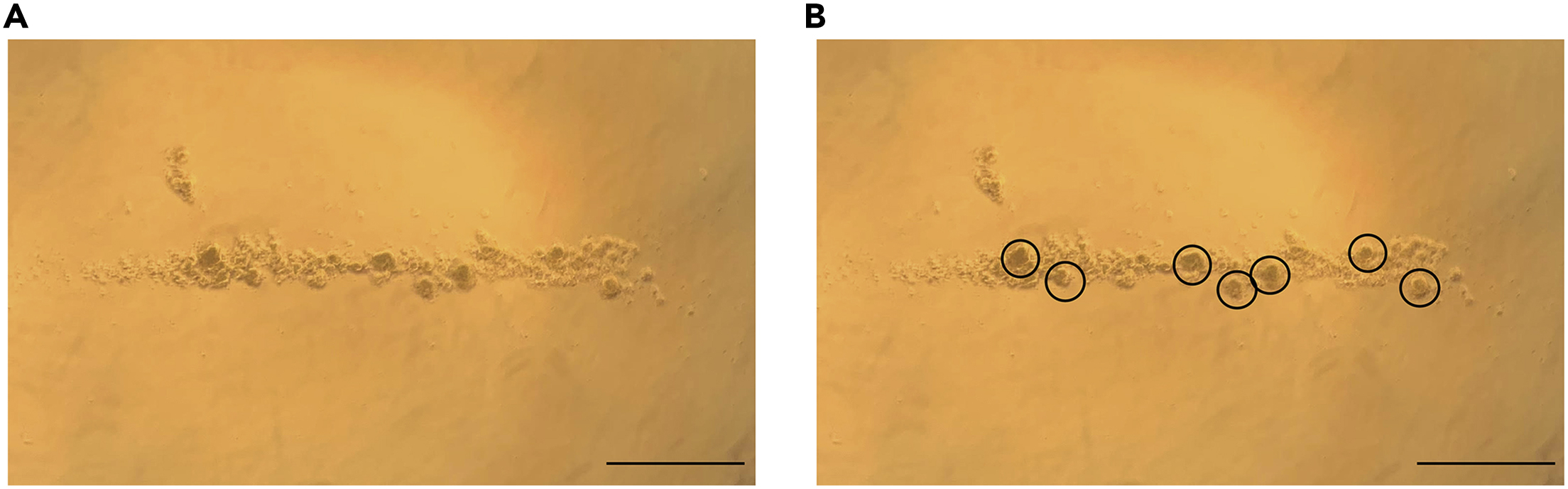 Cell Press: STAR Protocols