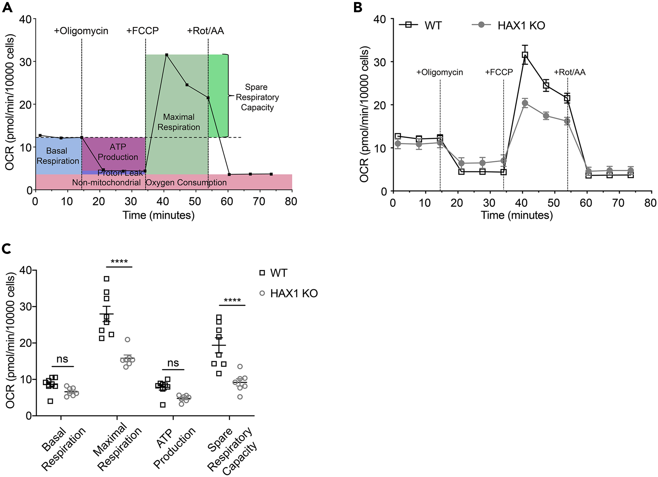 Cell Press: STAR Protocols