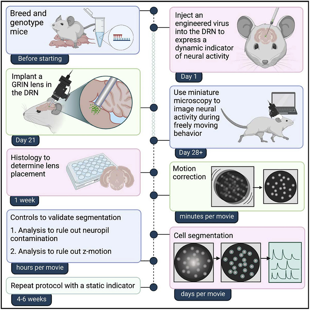 Cell Press: STAR Protocols
