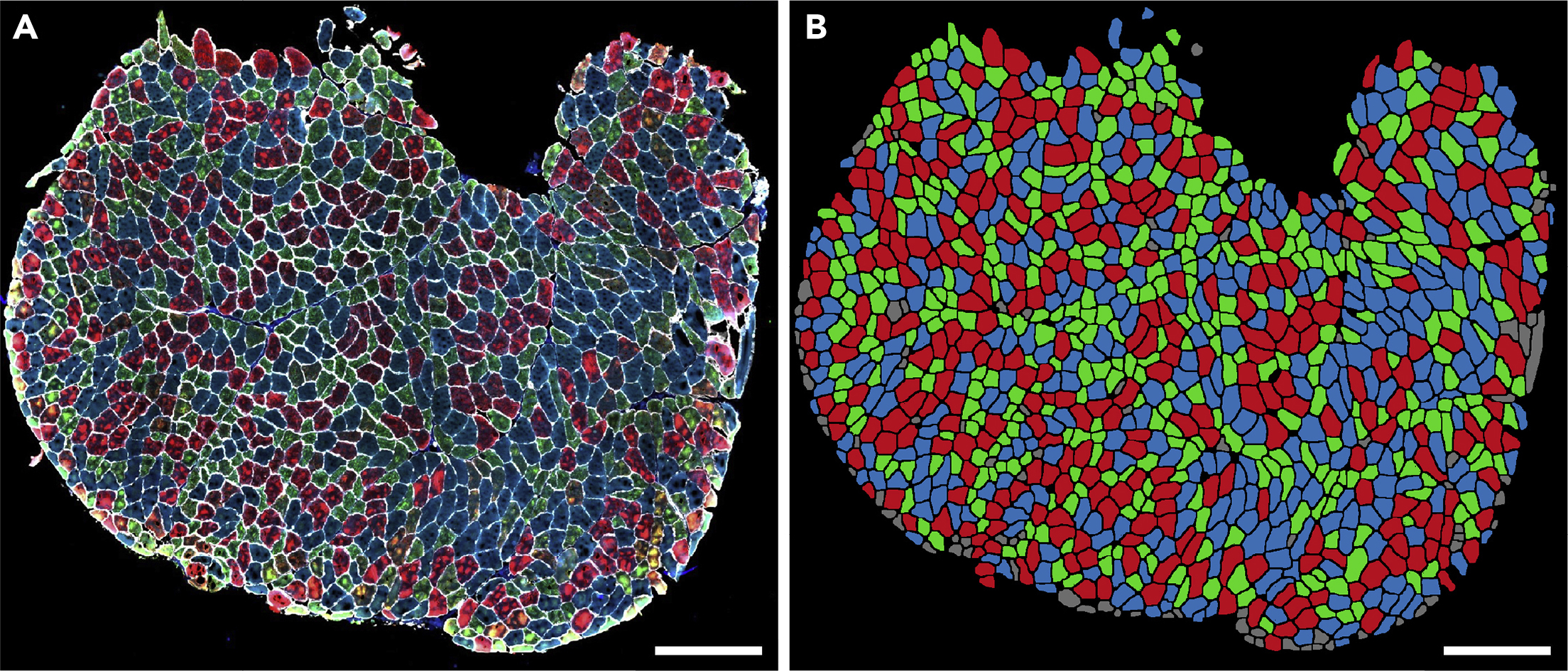 Cell Press: STAR Protocols