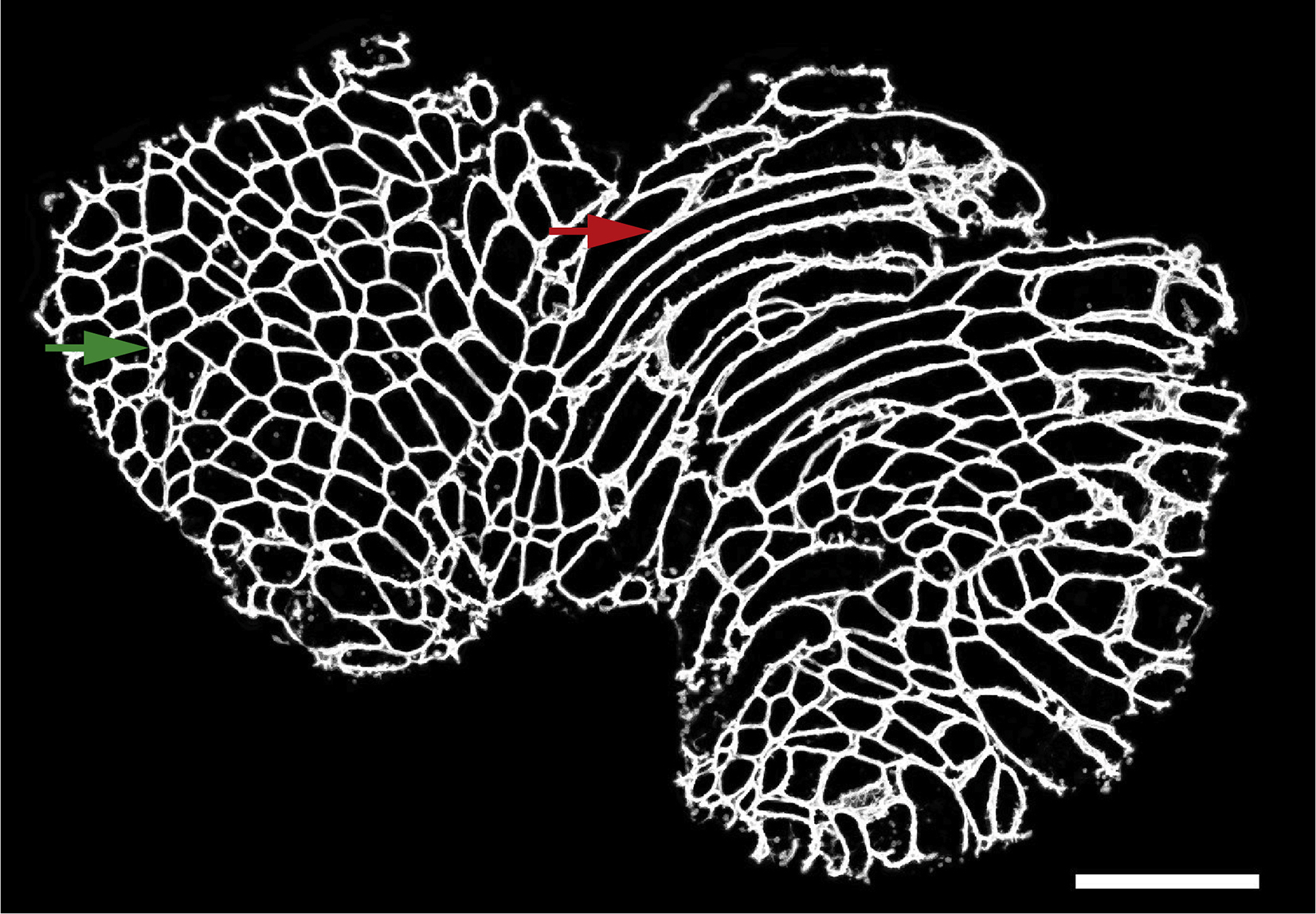 Cell Press: STAR Protocols