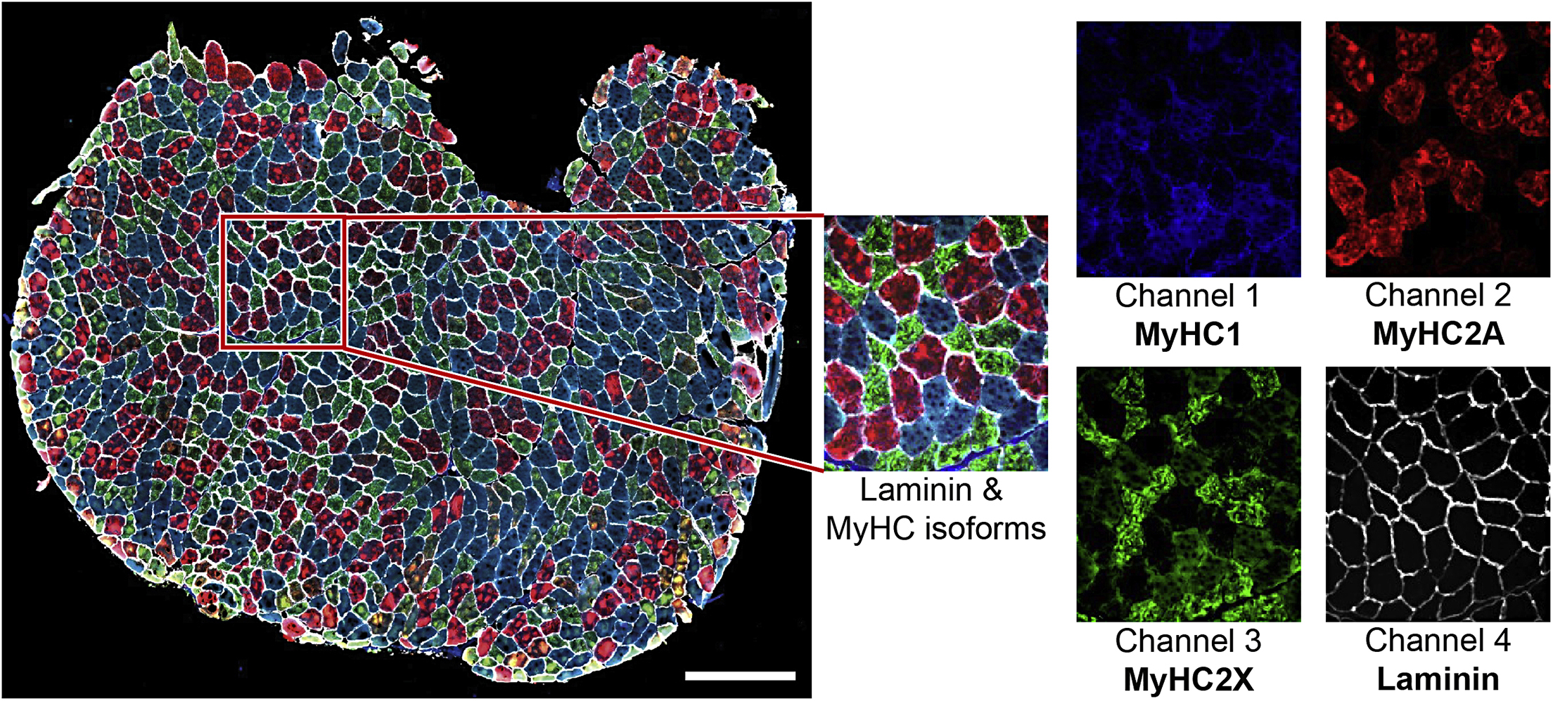 Cell Press: STAR Protocols