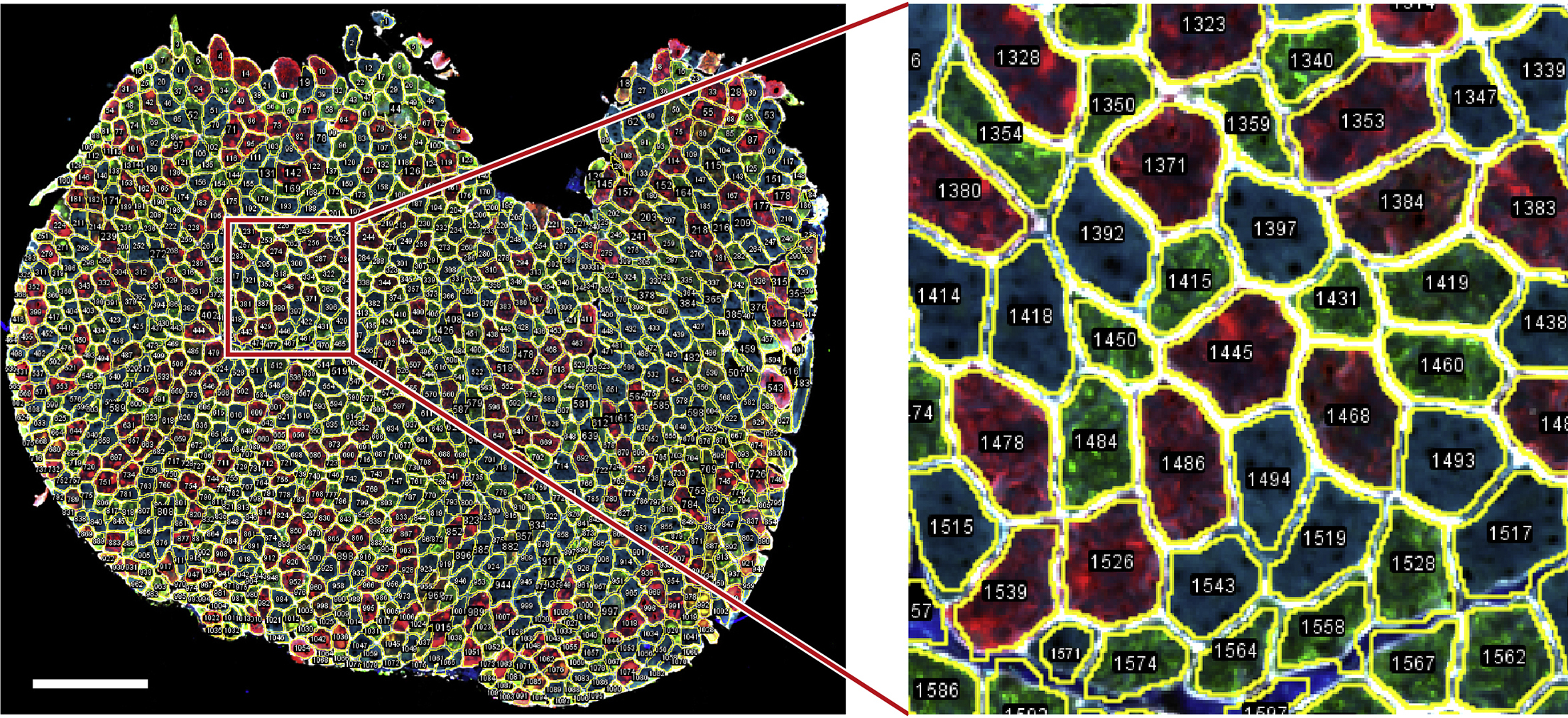 Cell Press: STAR Protocols