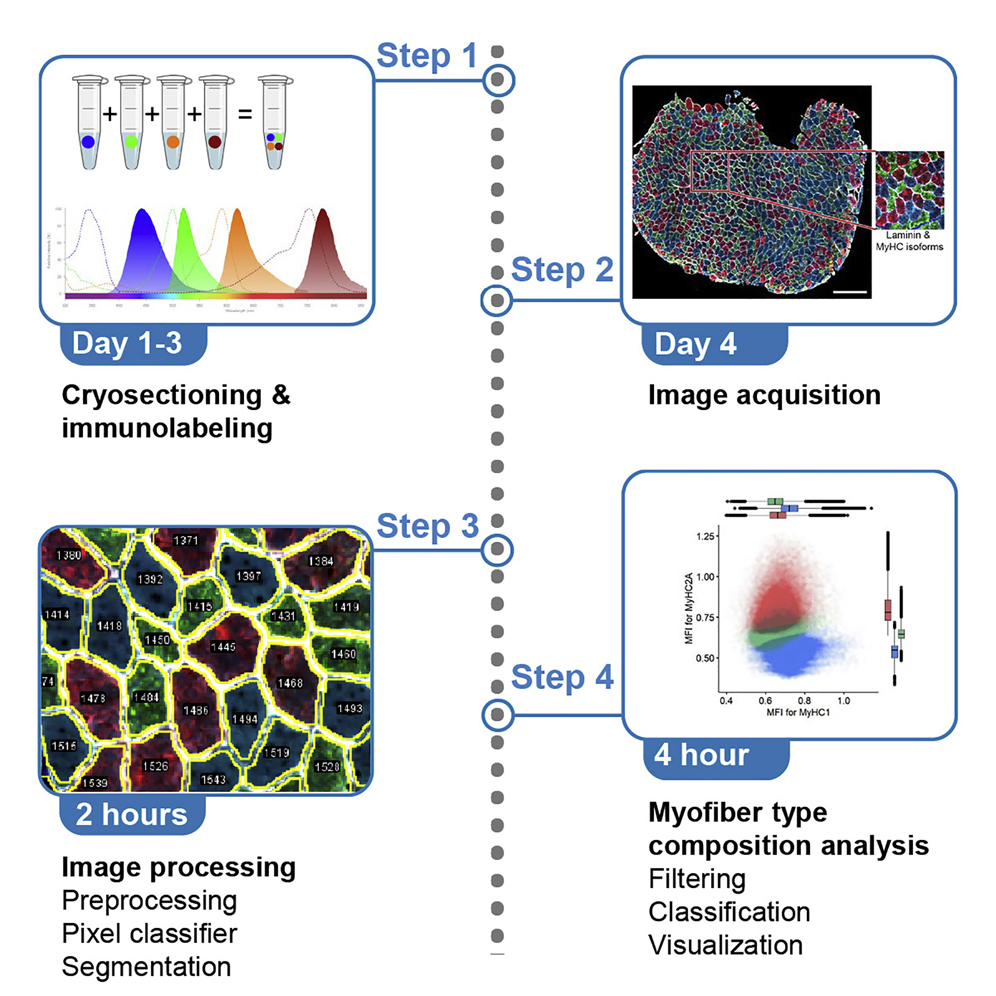 Cell Press: STAR Protocols