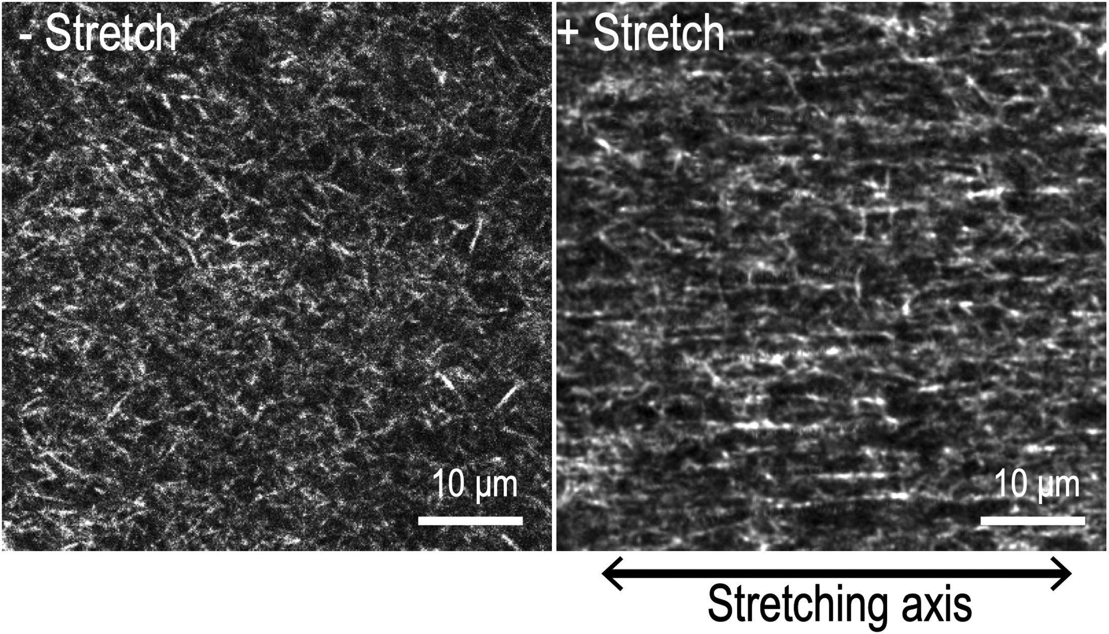 Cell Press: STAR Protocols